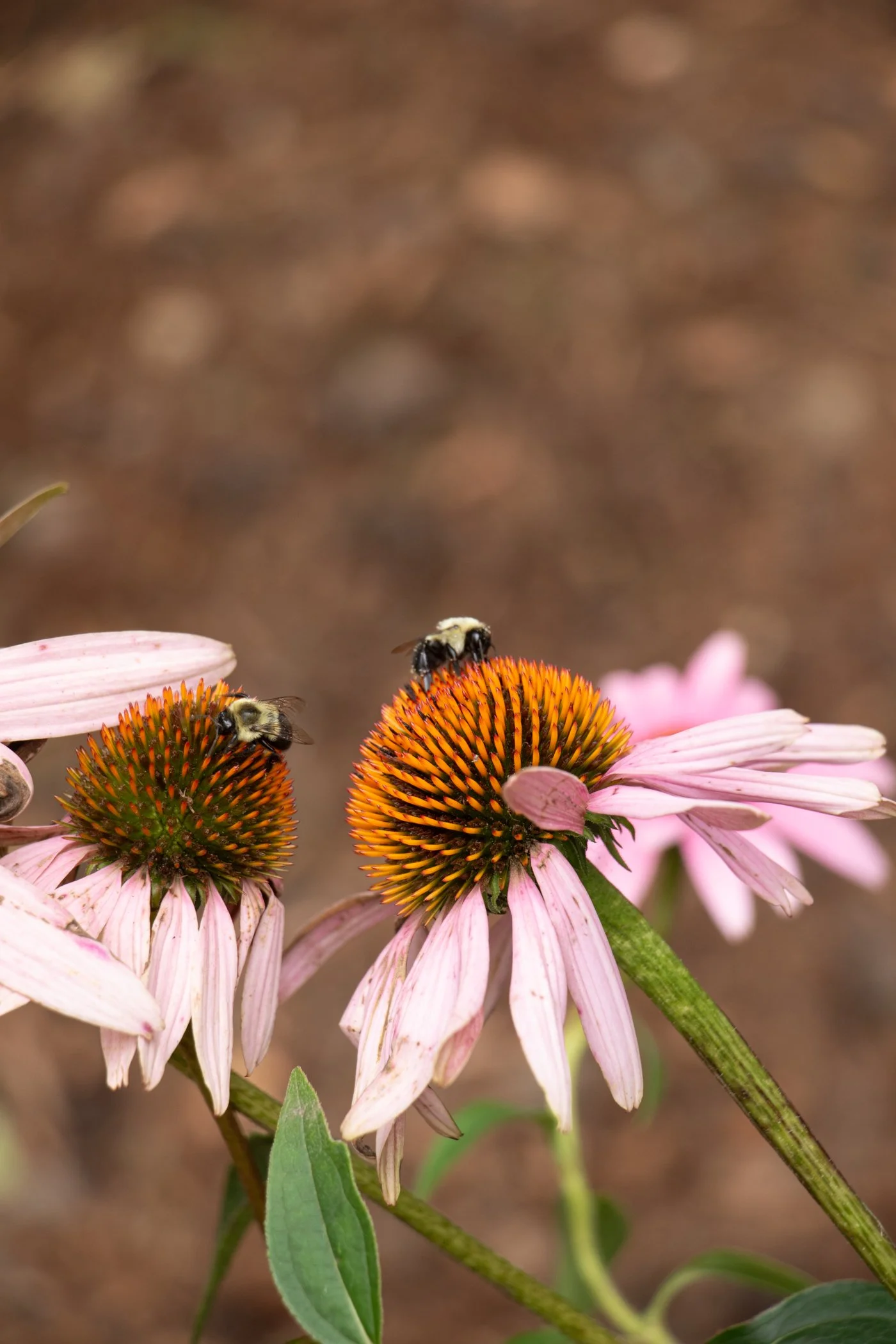 The Start of Our Native Pollinator Garden — Root and Dwell