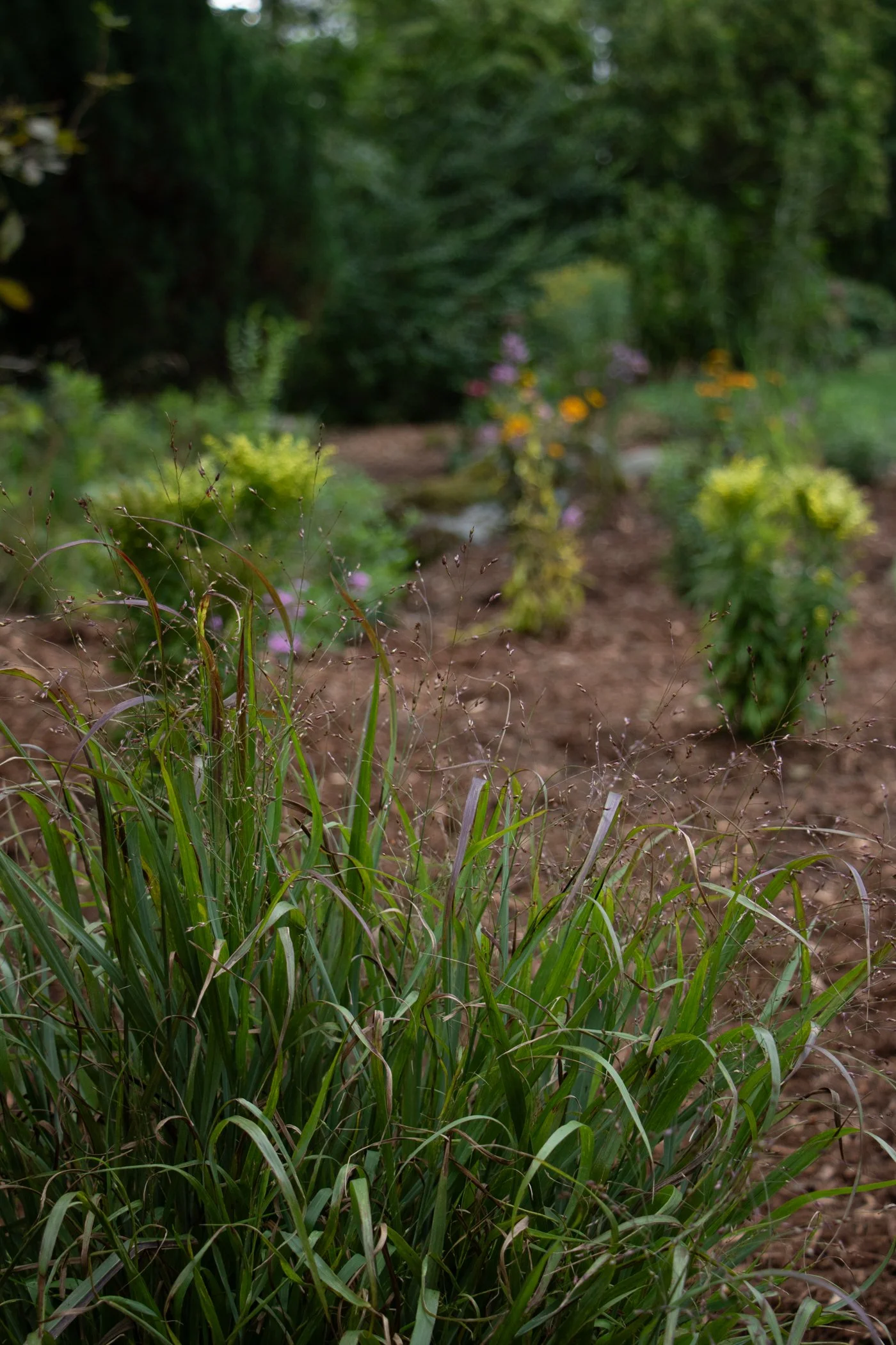 The Start of Our Native Pollinator Garden — Root and Dwell