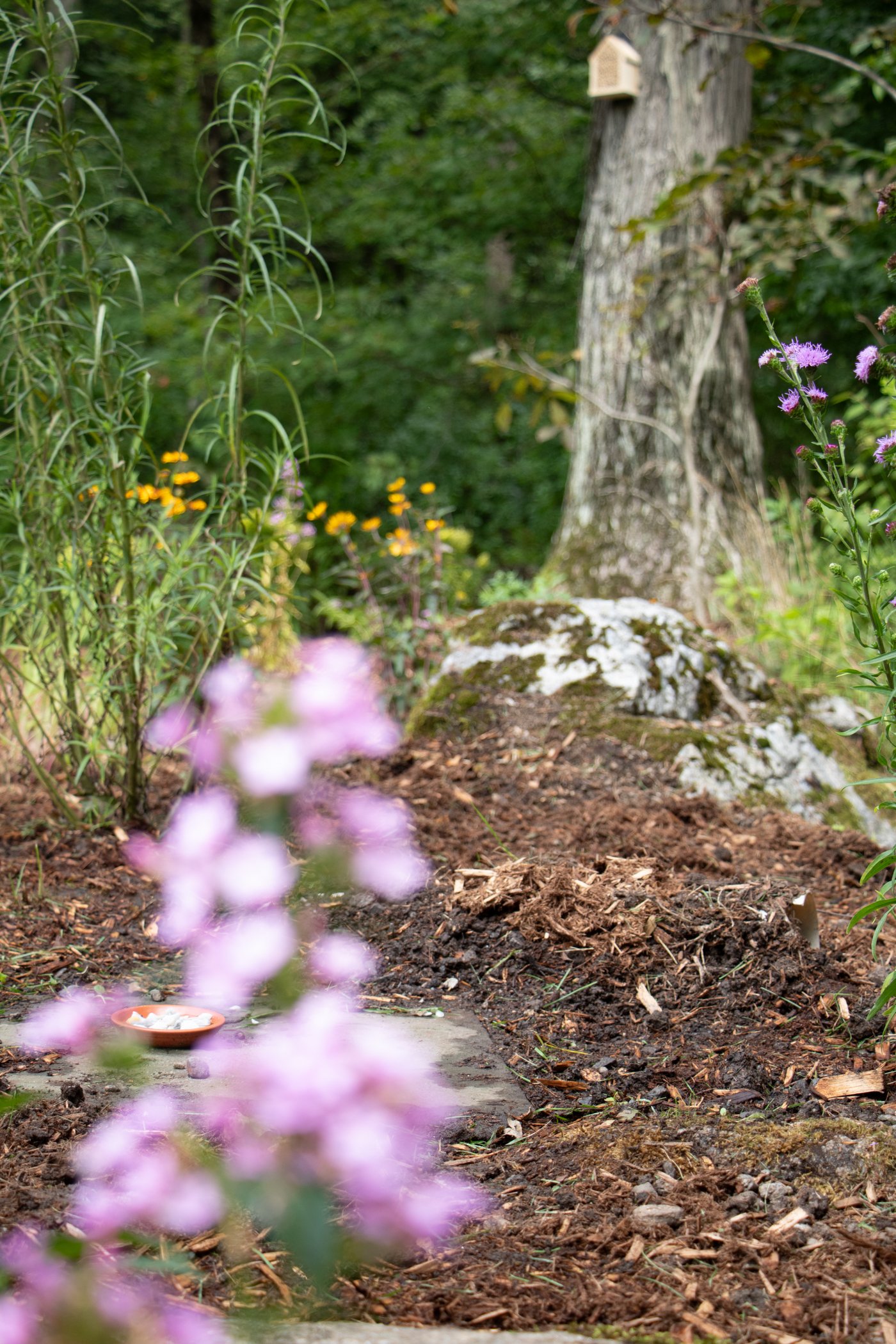 The Start of Our Native Pollinator Garden — Root and Dwell