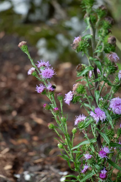 The Start of Our Native Pollinator Garden — Root and Dwell