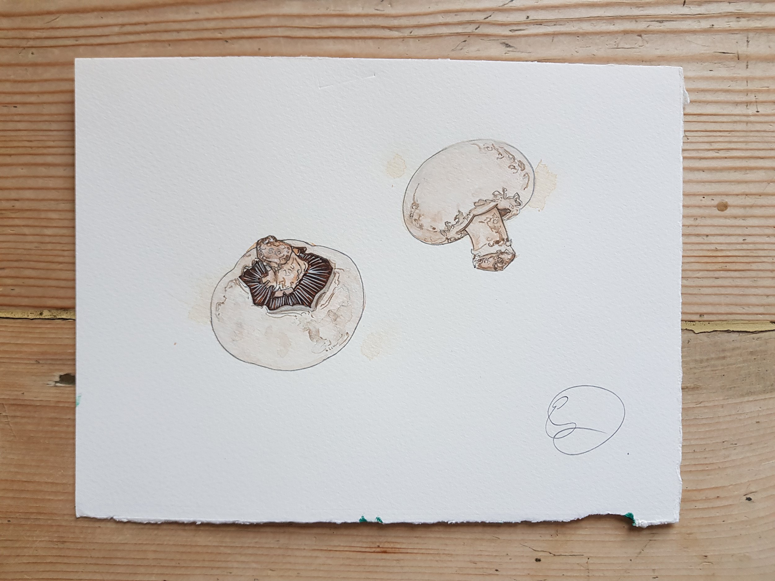 Mushrooms — Emma Dibben Illustration