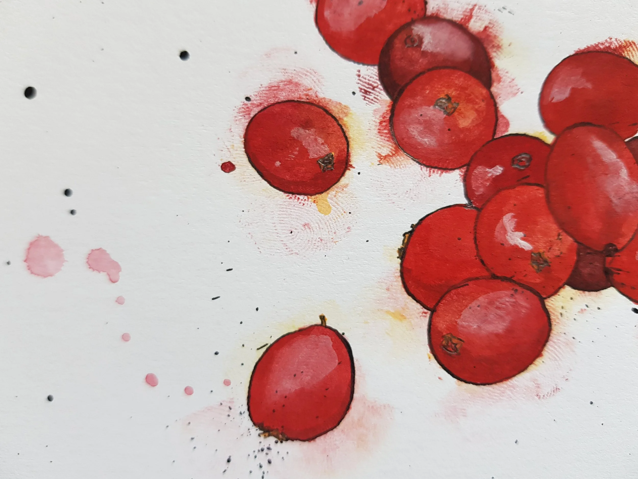 Cranberries — Emma Dibben Illustration