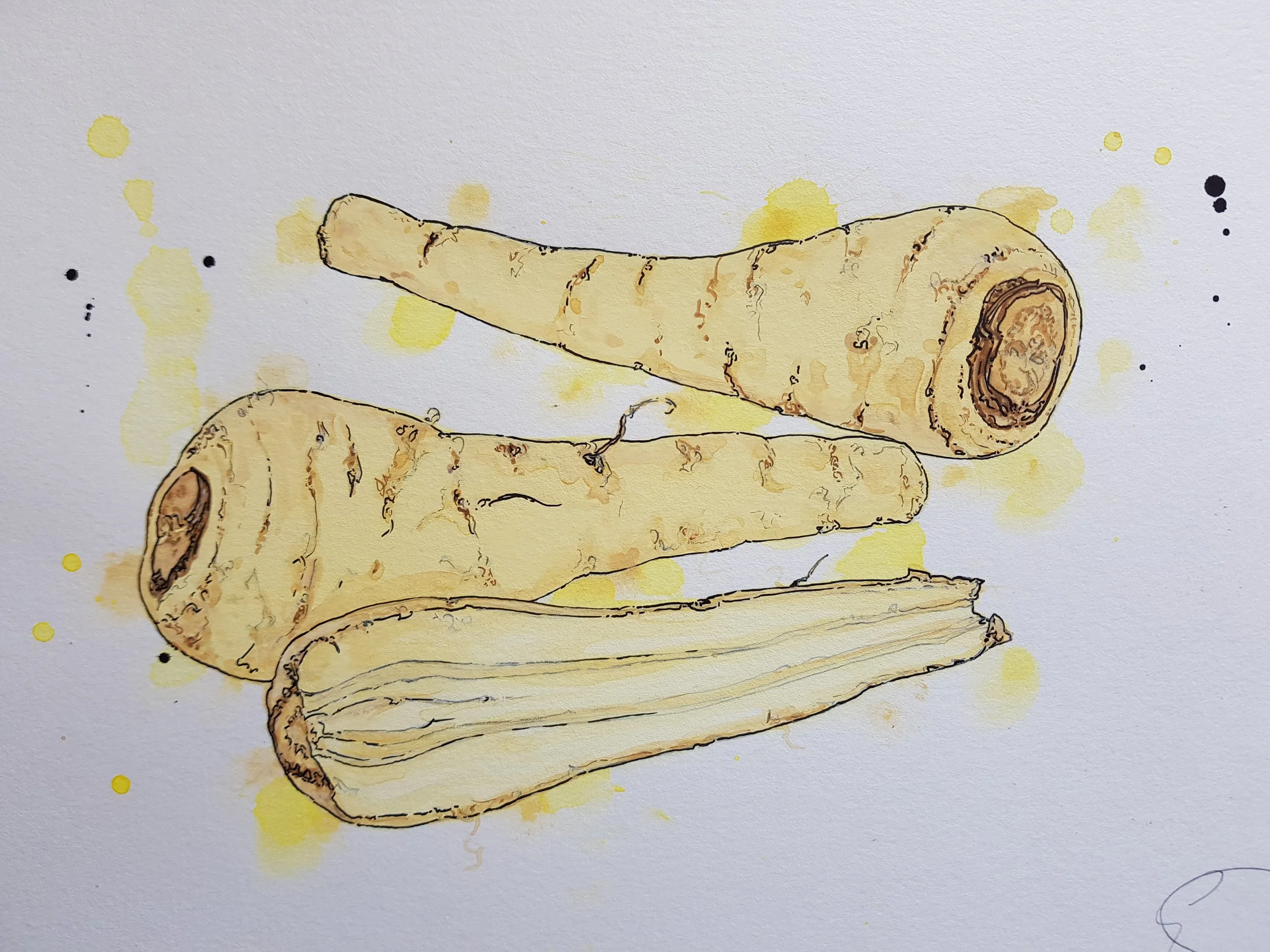 Parsnips — Emma Dibben Illustration