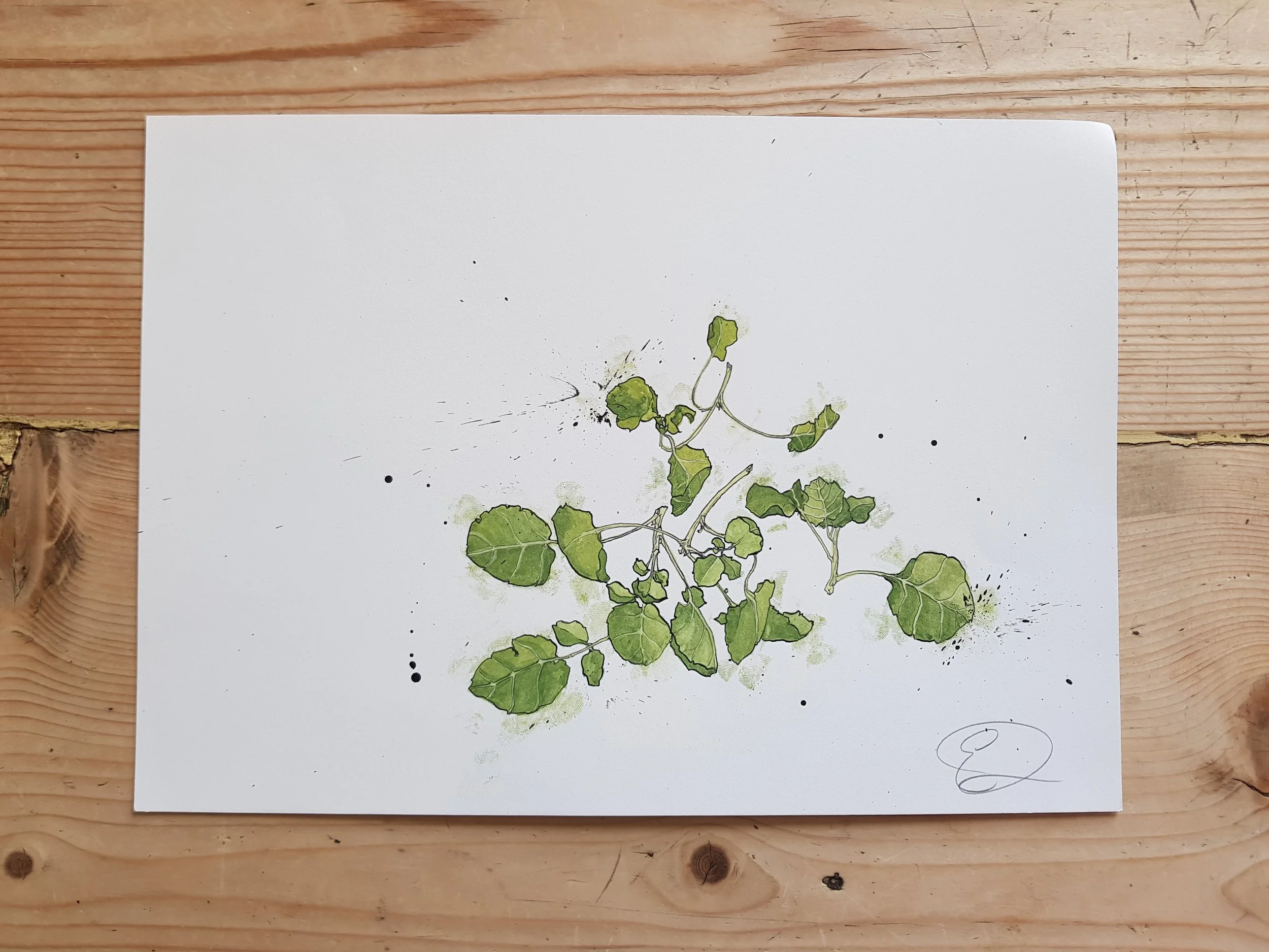 Watercress — Emma Dibben Illustration