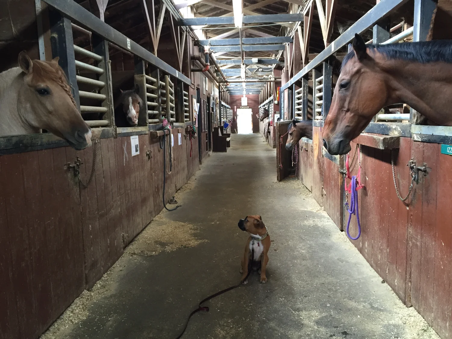 Dog Training Near Los Angeles, CA