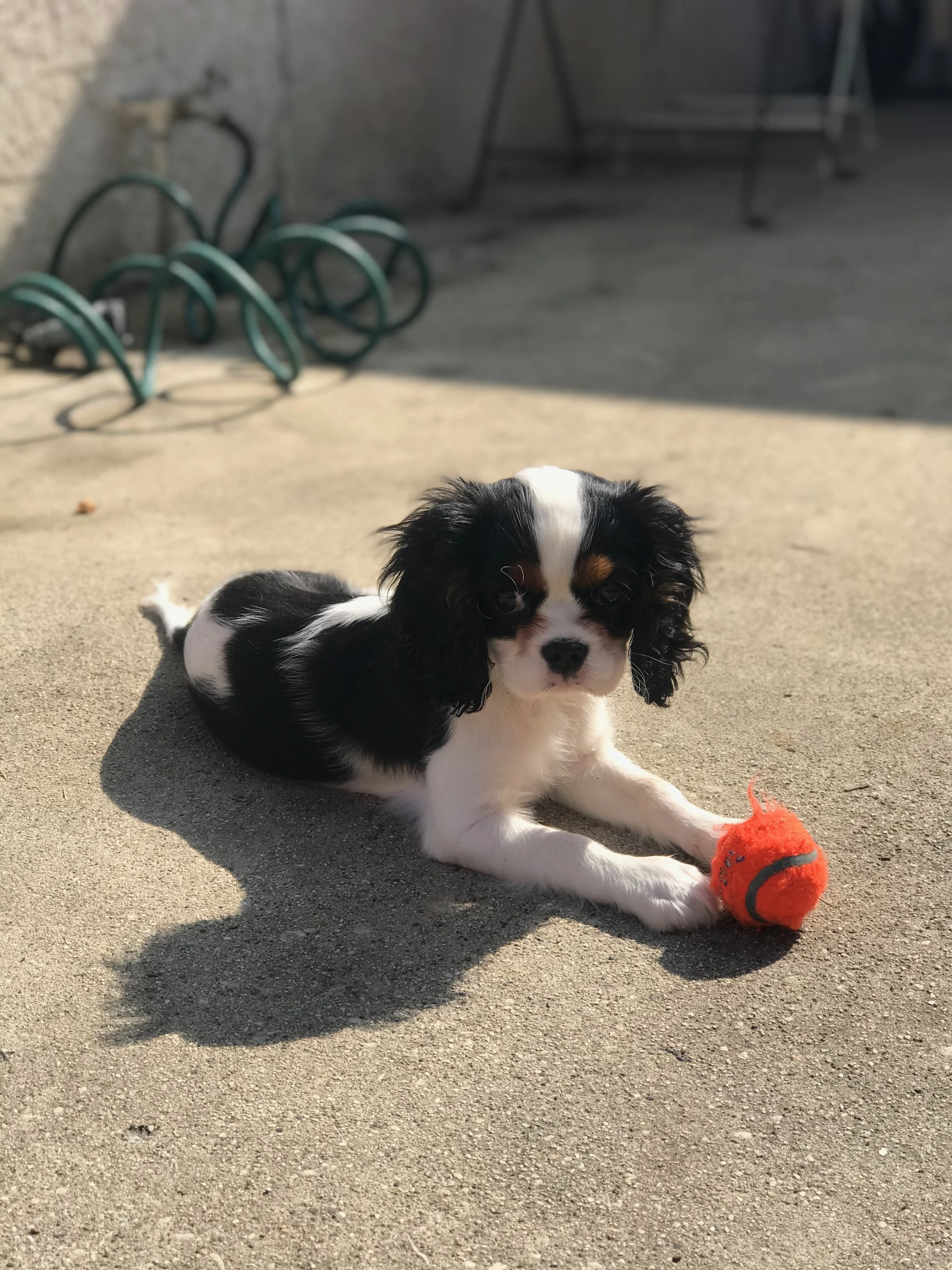 Introduction to Basic Obedience Dog Training