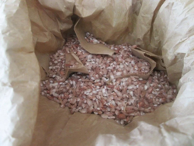 The Merikins of Trinidad Preserve Upland Bearded Rice — Carolina Gold ...