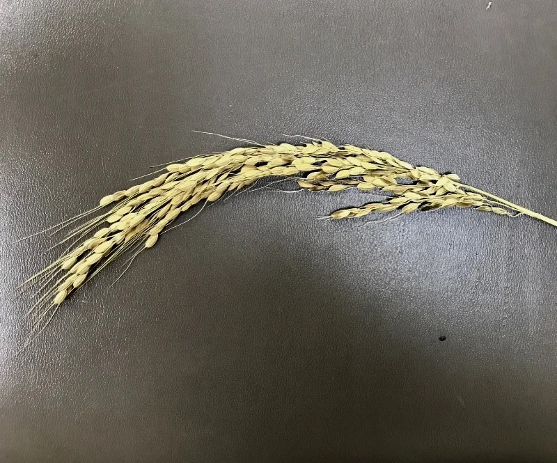 The Merikins of Trinidad Preserve Upland Bearded Rice — Carolina Gold ...