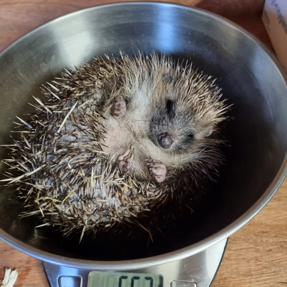 National Hedgehog Day 2025 — Suffolk Owl Sanctuary