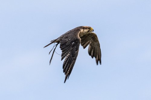 A Brief Summary of the History of Falconry — Suffolk Owl Sanctuary