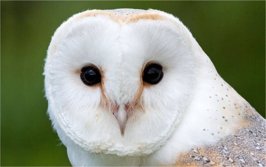 About S.O.S. — Suffolk Owl Sanctuary