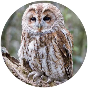 PLEASE - Adopt-an-Owl — Suffolk Owl Sanctuary