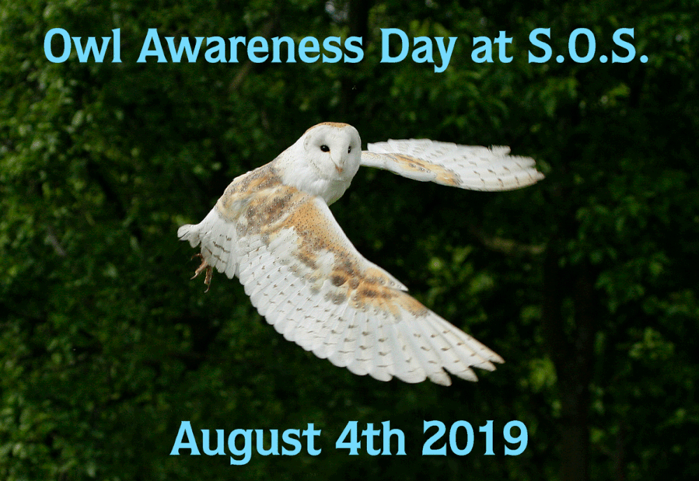 Owl Awareness Day 2019 — Suffolk Owl Sanctuary
