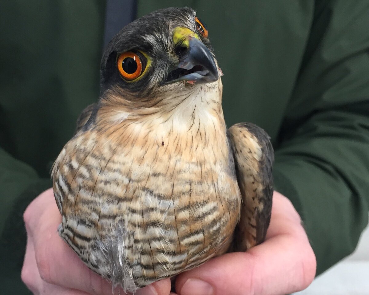 Sparrowhawk suffers potentially fatal collision — Suffolk Owl Sanctuary