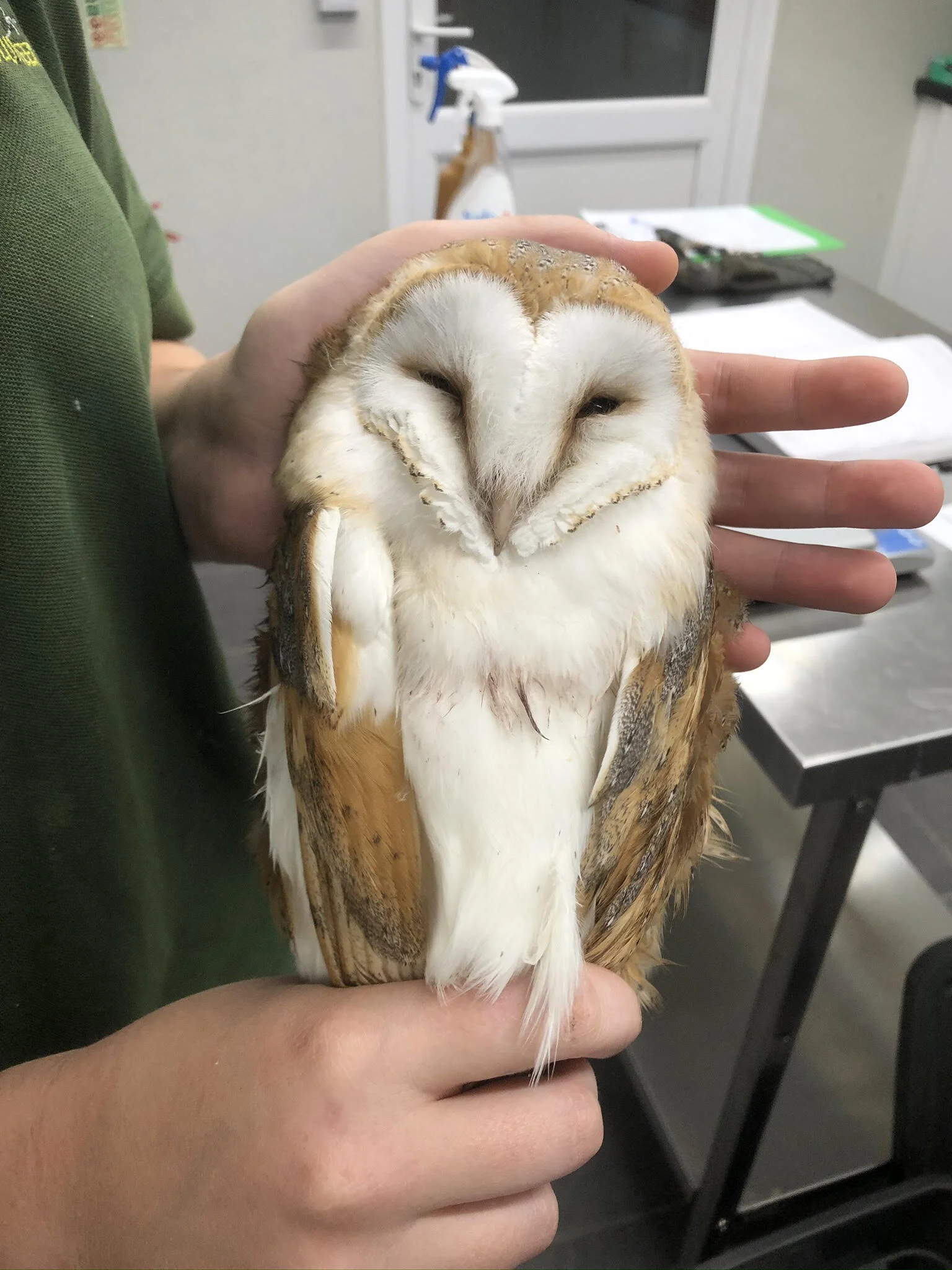 The dangers of roads — Suffolk Owl Sanctuary
