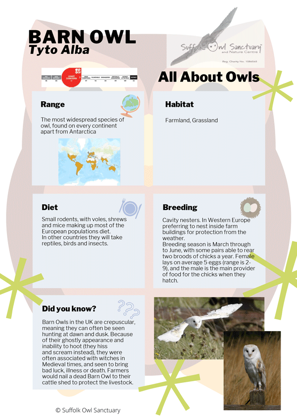 Barn Owl Food Web Sheet