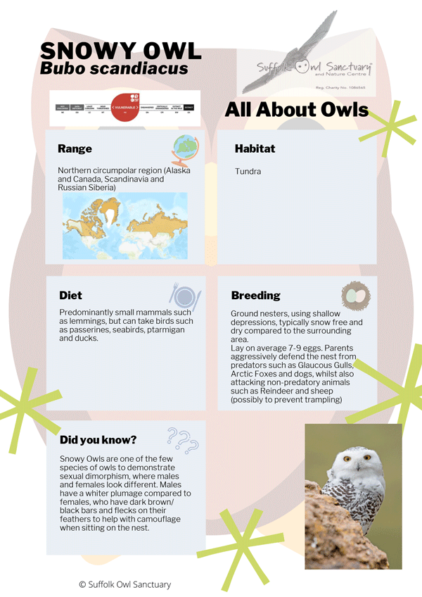 All About Owls Fact Sheets — Suffolk Owl Sanctuary