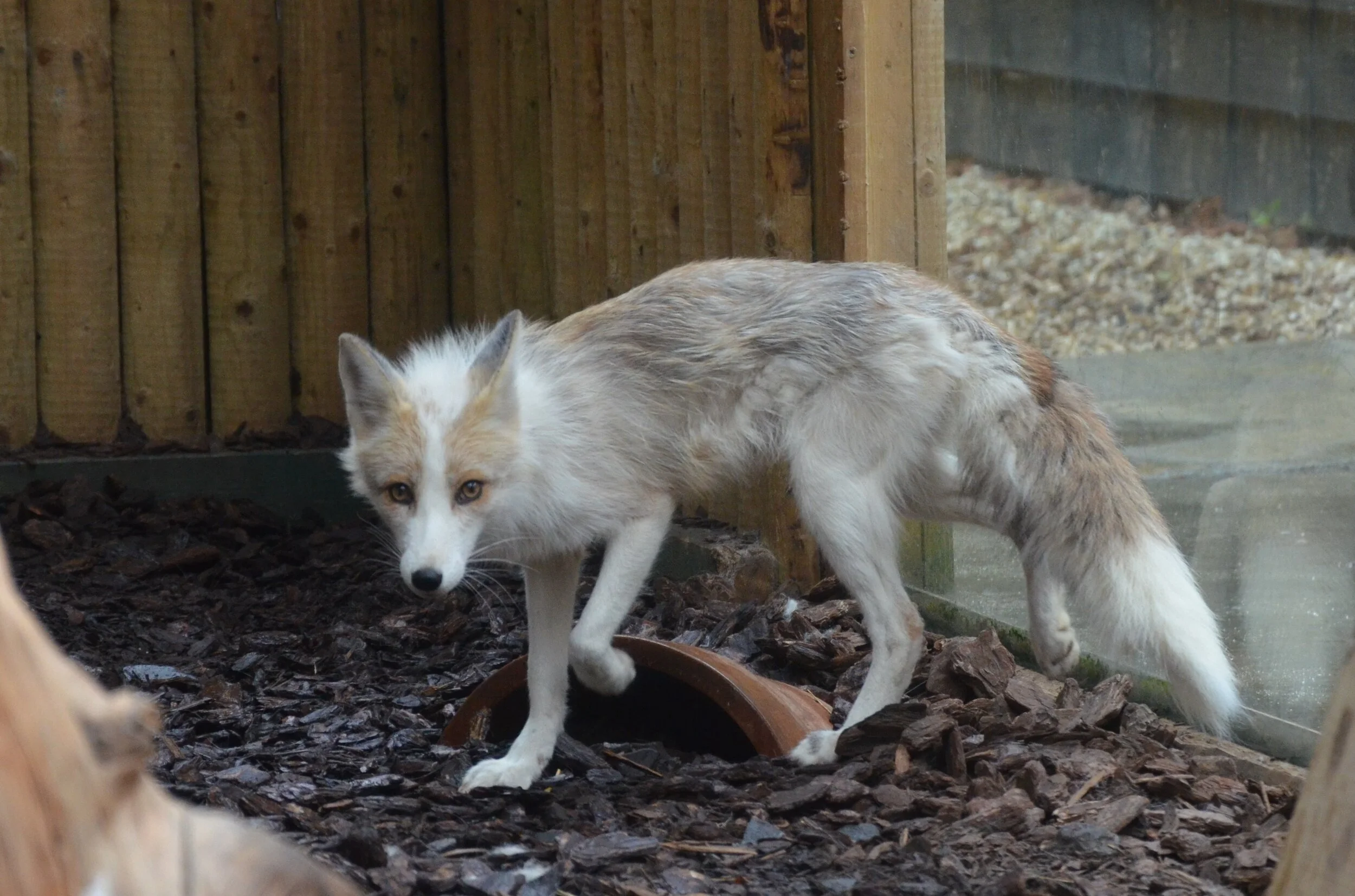 Why are the birds so scruffy? — Suffolk Owl Sanctuary