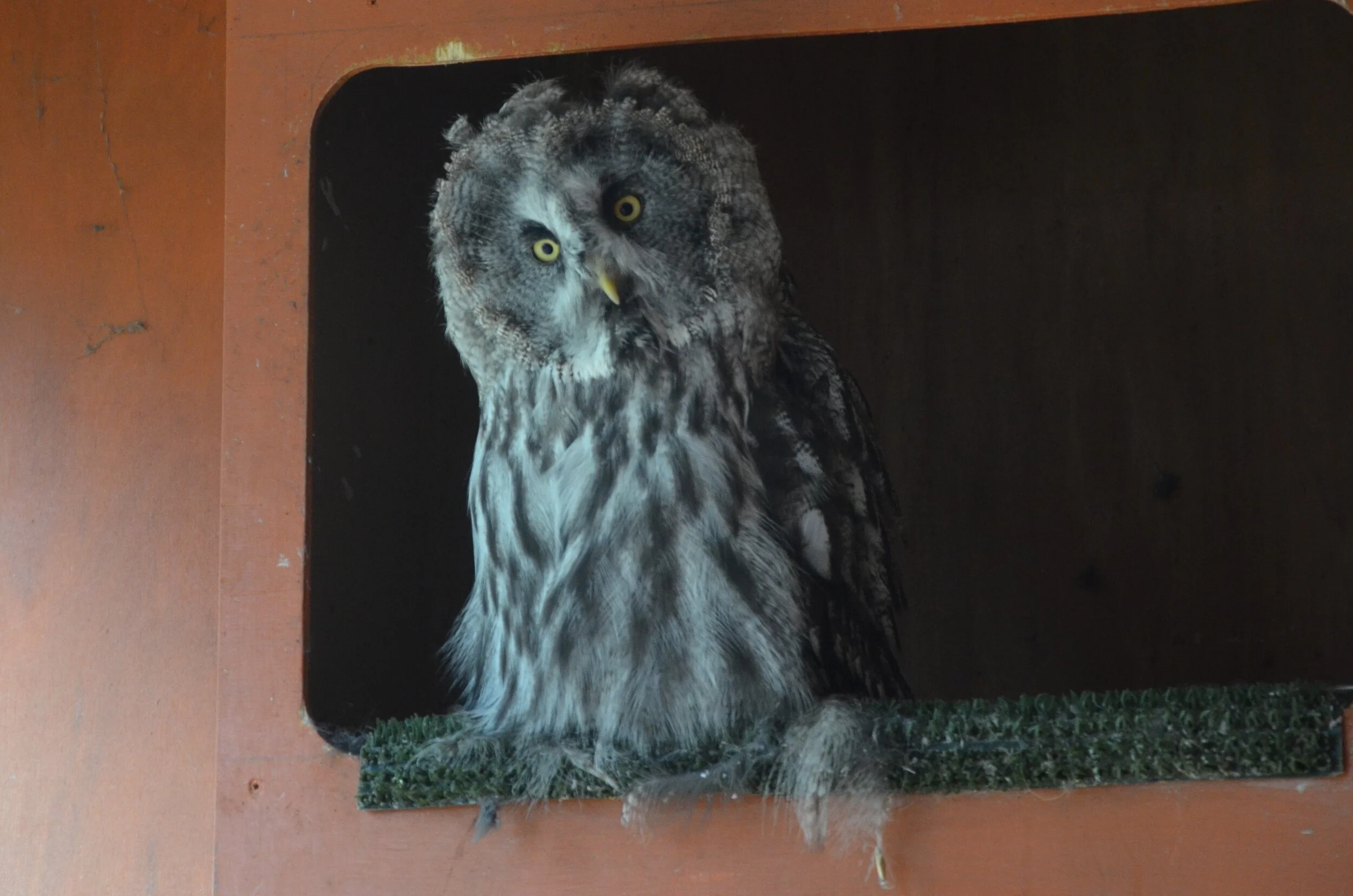 Why are the birds so scruffy? — Suffolk Owl Sanctuary