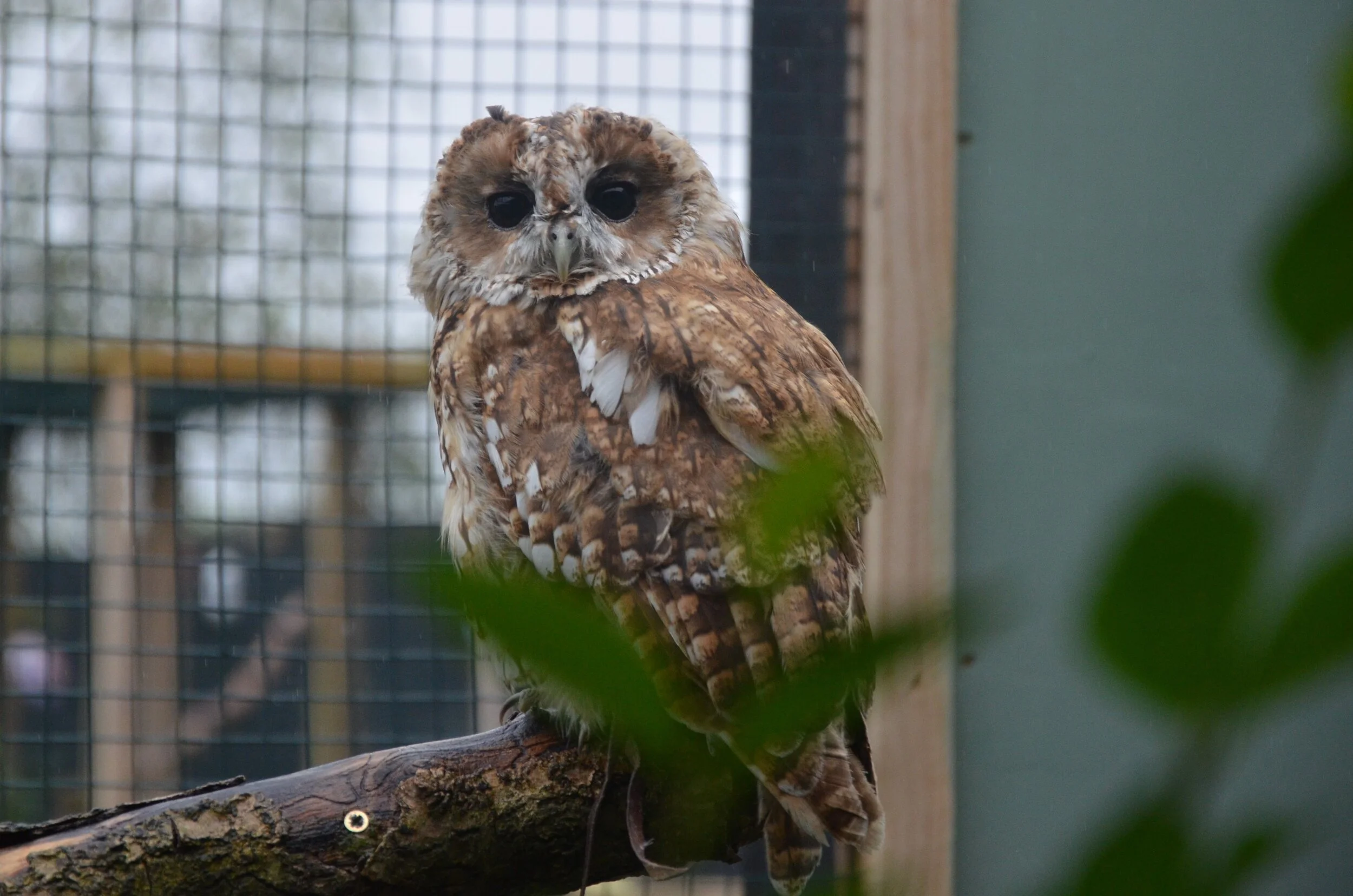 Why are the birds so scruffy? — Suffolk Owl Sanctuary