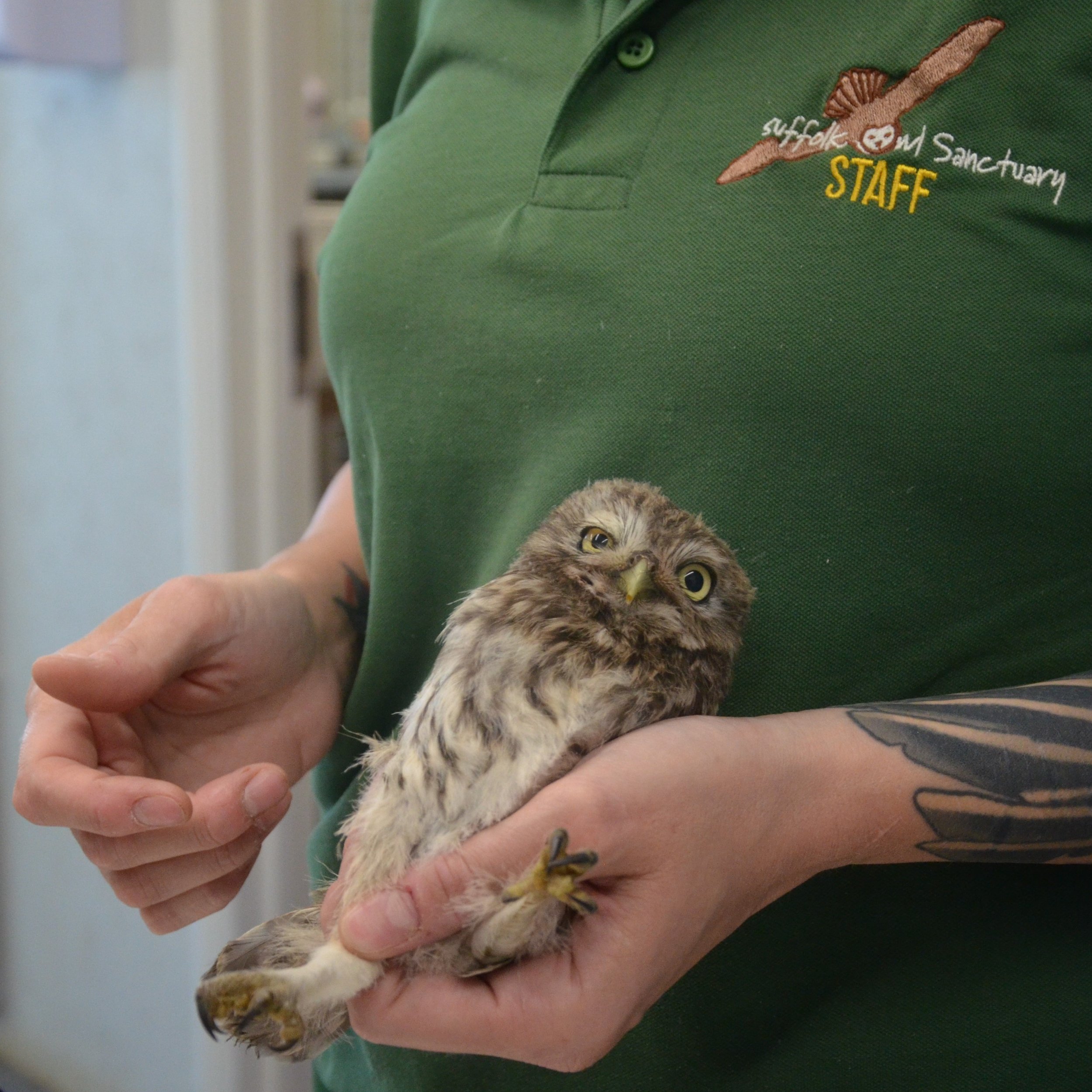 Birds ringed ready for release — Suffolk Owl Sanctuary