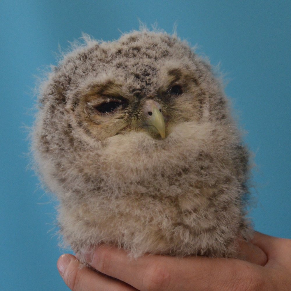 Owl Babies — Suffolk Owl Sanctuary