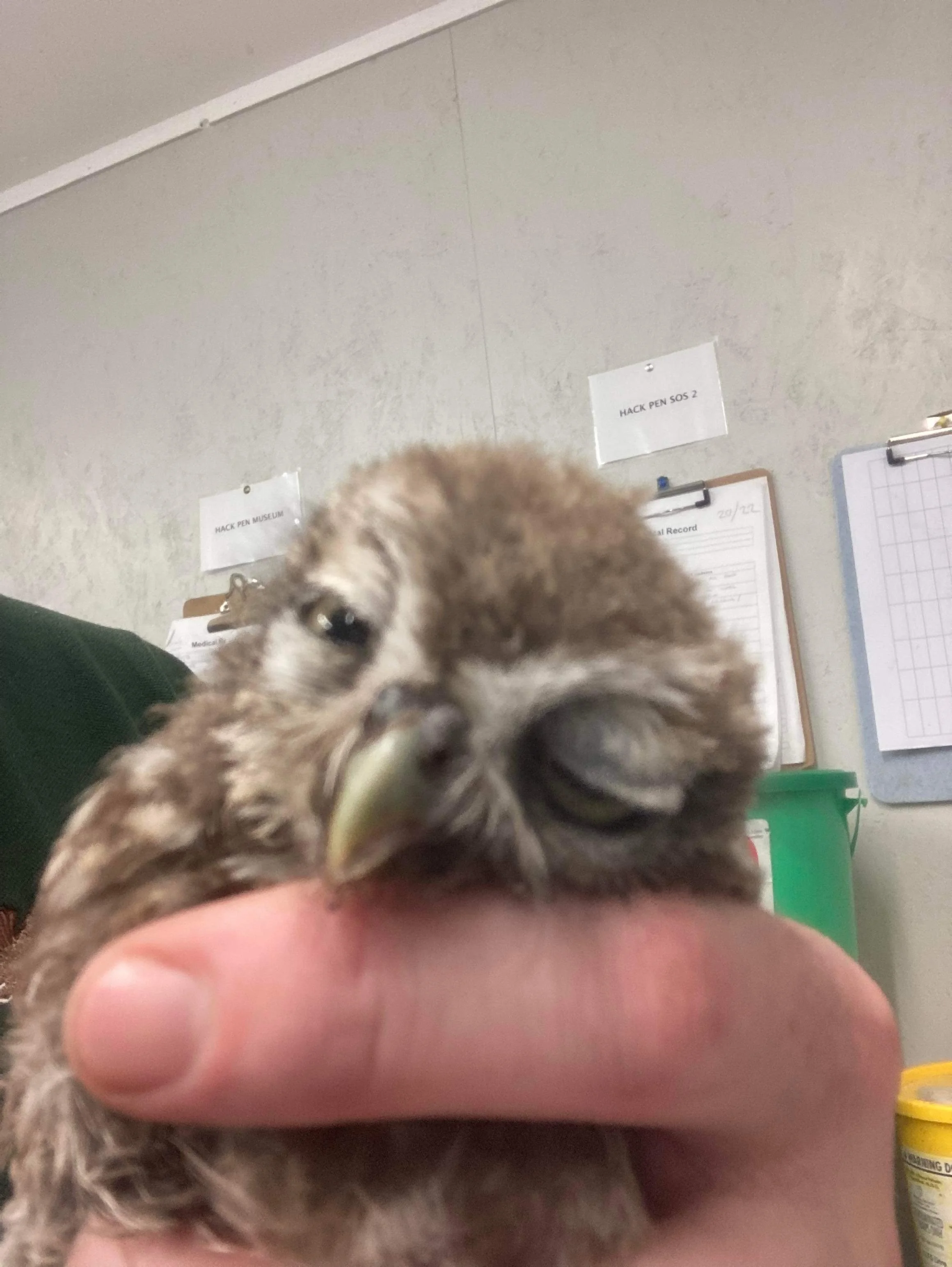 Donk the Little Owl — Suffolk Owl Sanctuary