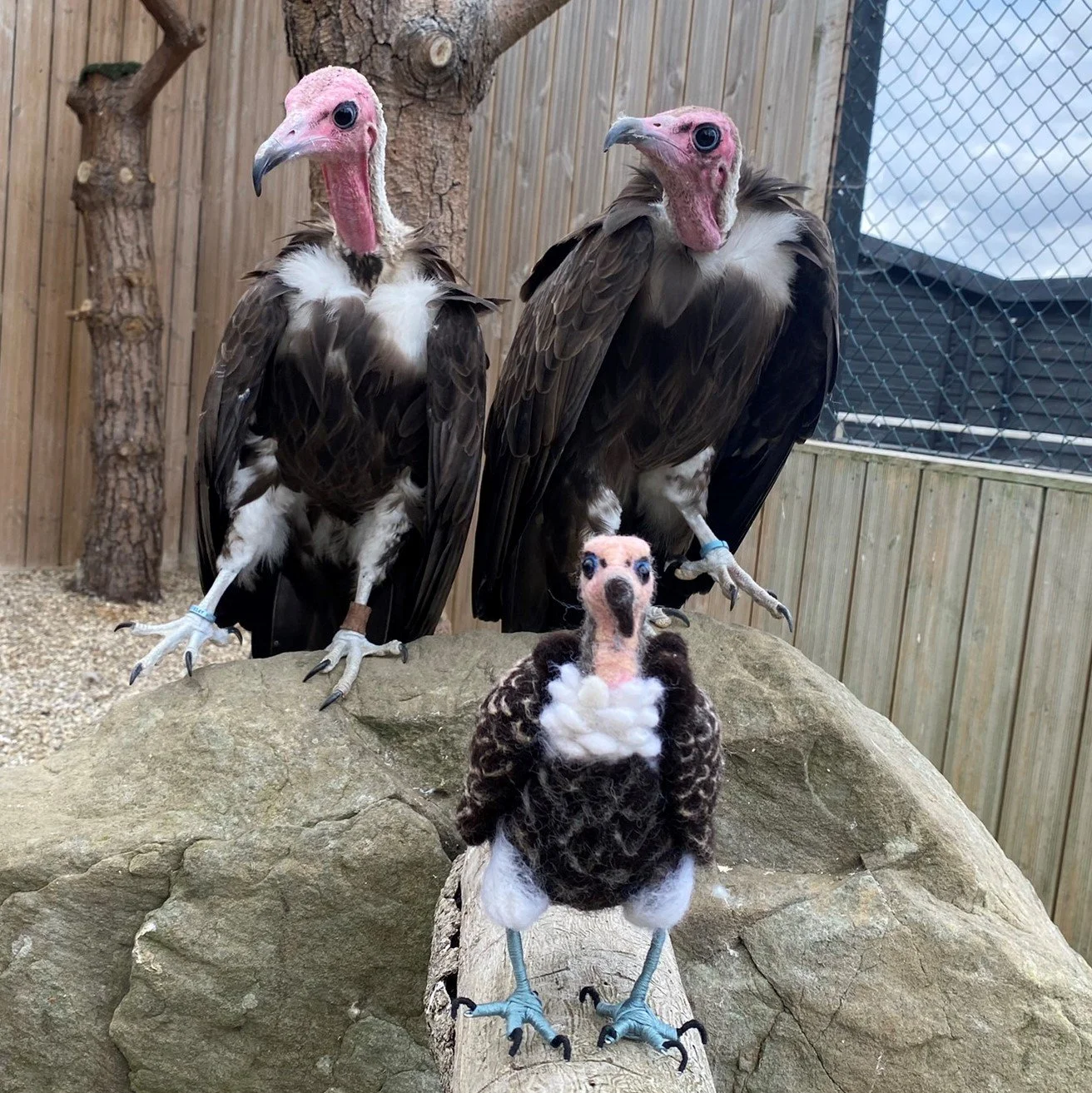 International Vulture Awareness Day 2022 — Suffolk Owl Sanctuary