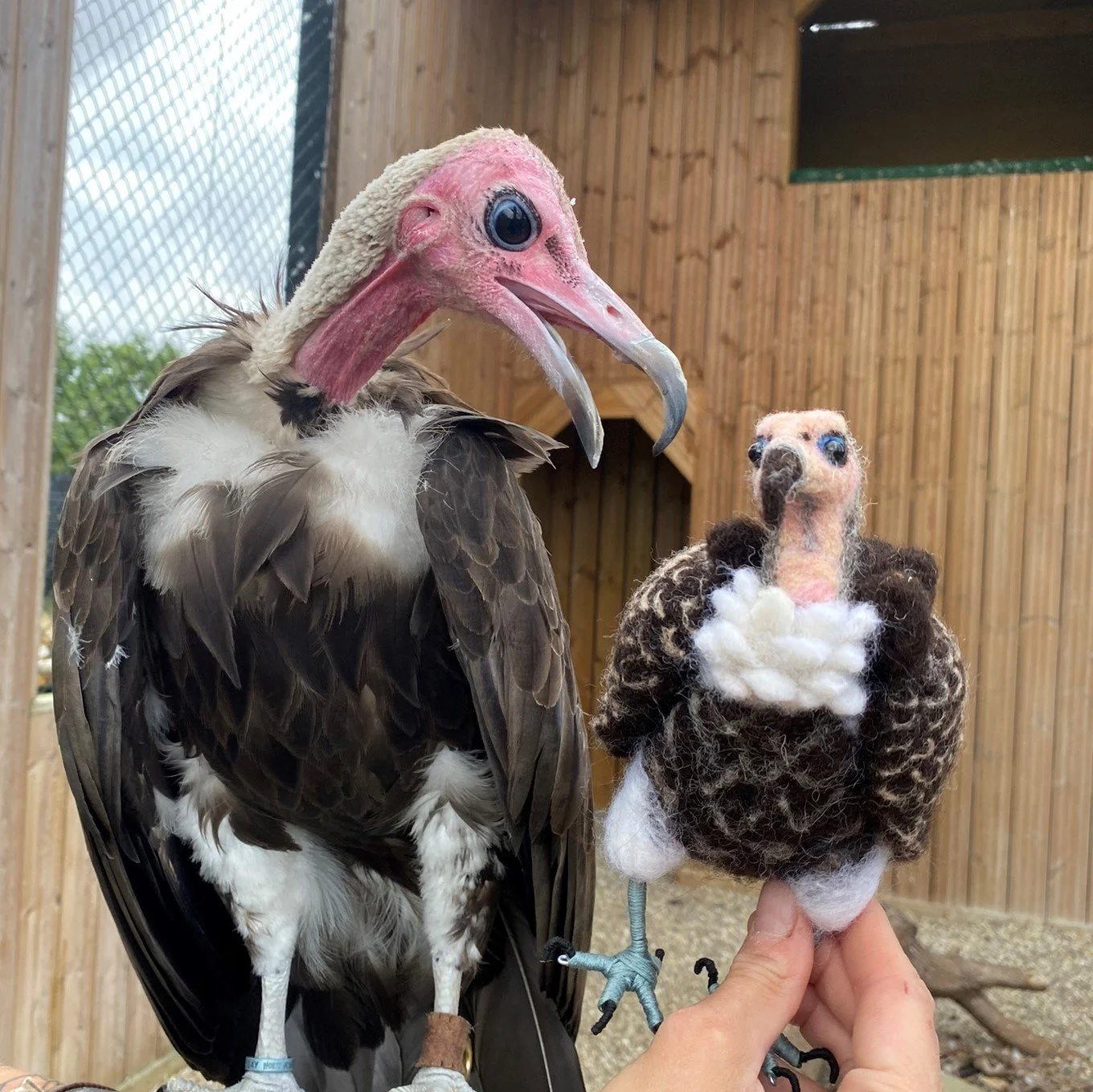 Kartong Bird Observatory Hooded Vulture project — Suffolk Owl Sanctuary
