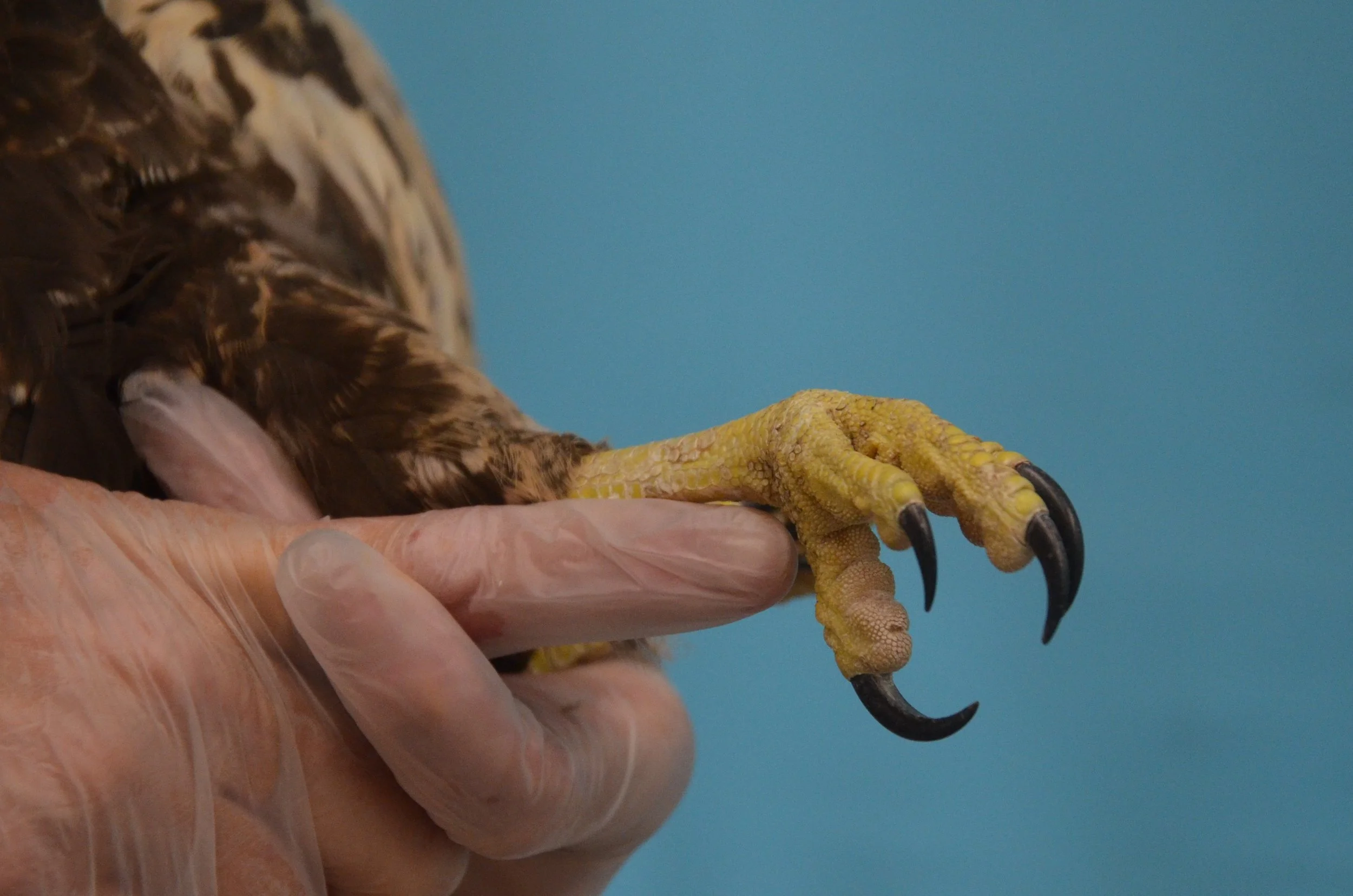 Ringing birds before release — Suffolk Owl Sanctuary