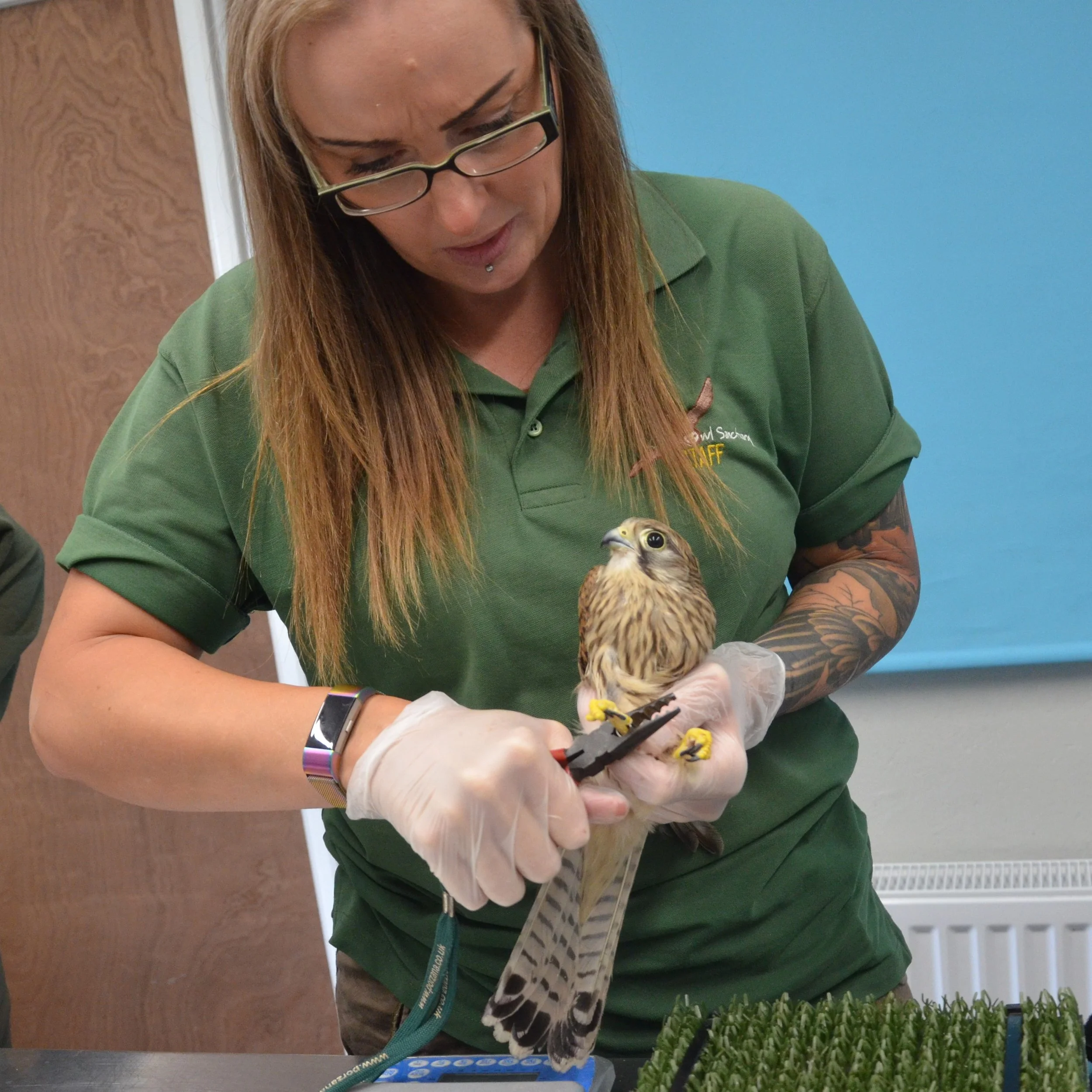 Ringing birds before release — Suffolk Owl Sanctuary