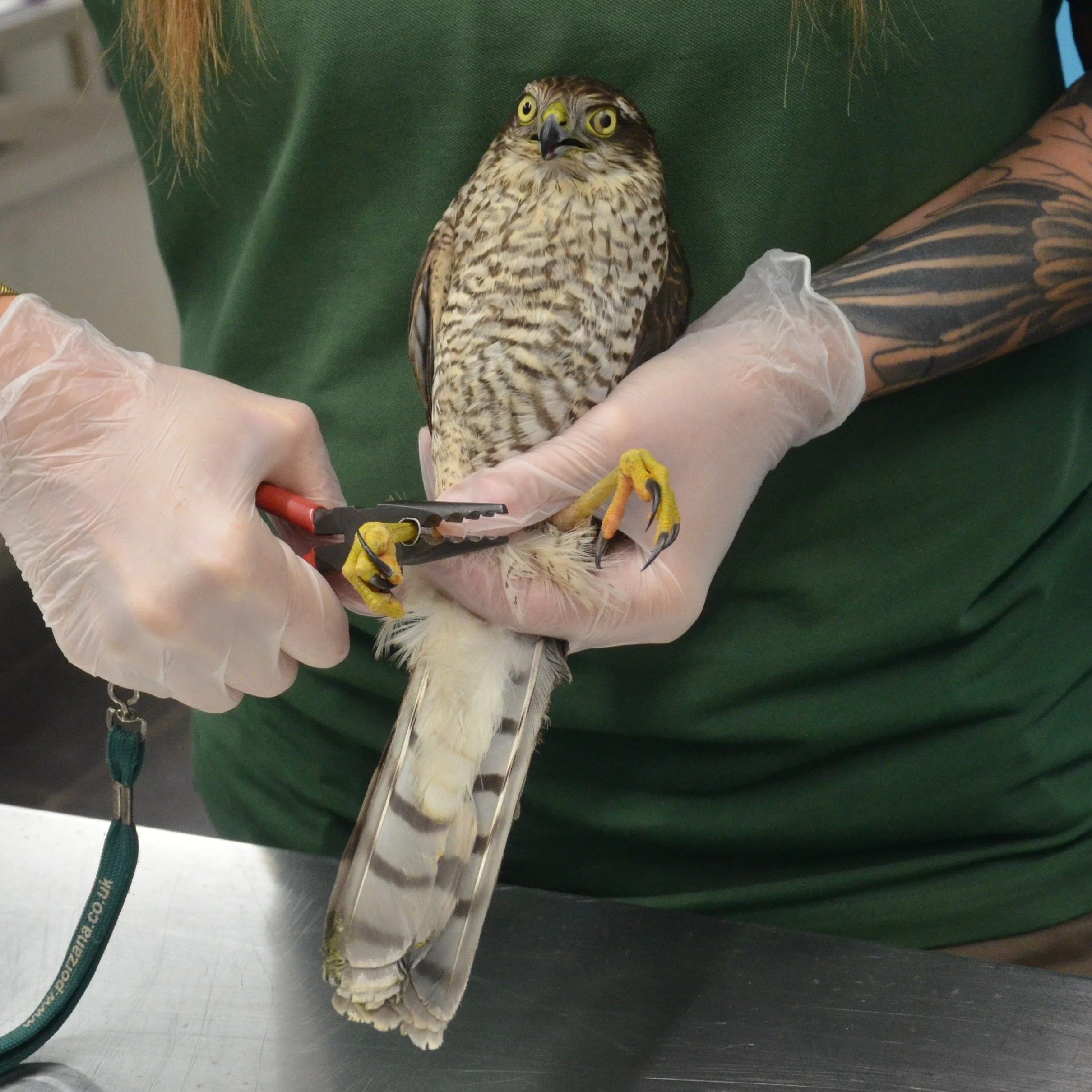 Ringing birds before release — Suffolk Owl Sanctuary