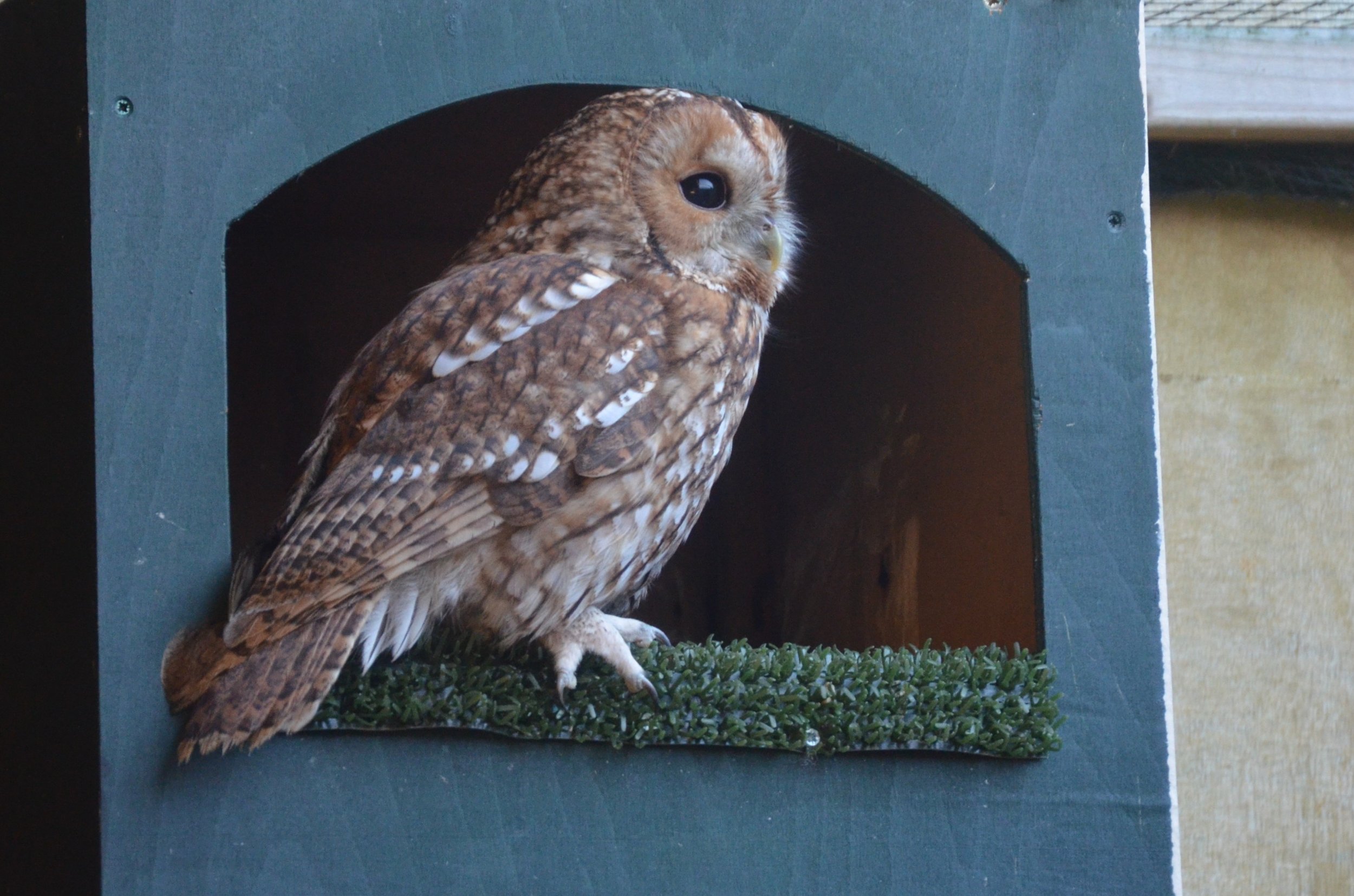 Silver Owls — Suffolk Owl Sanctuary