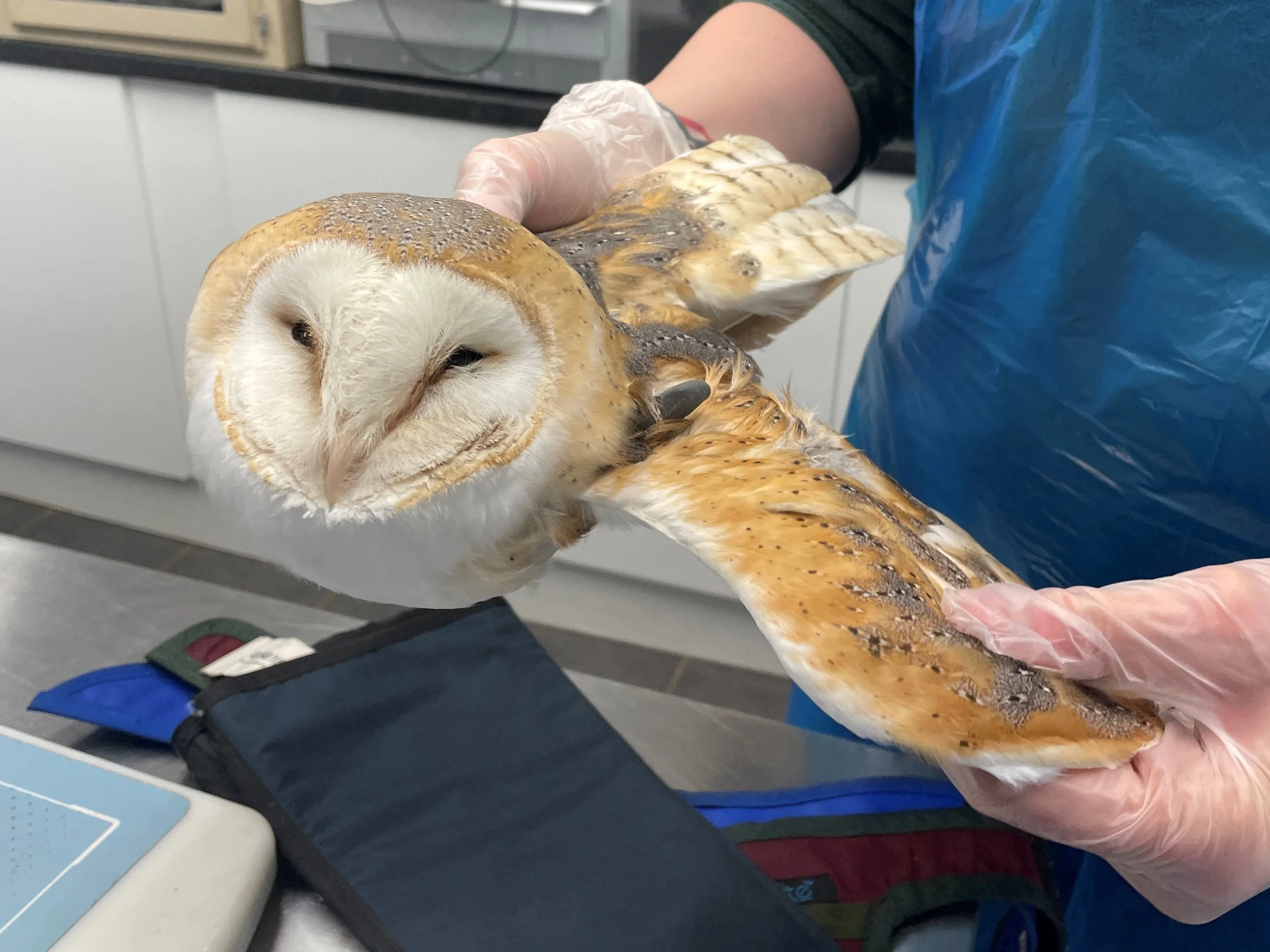 Barn Owl Operation a success — Suffolk Owl Sanctuary