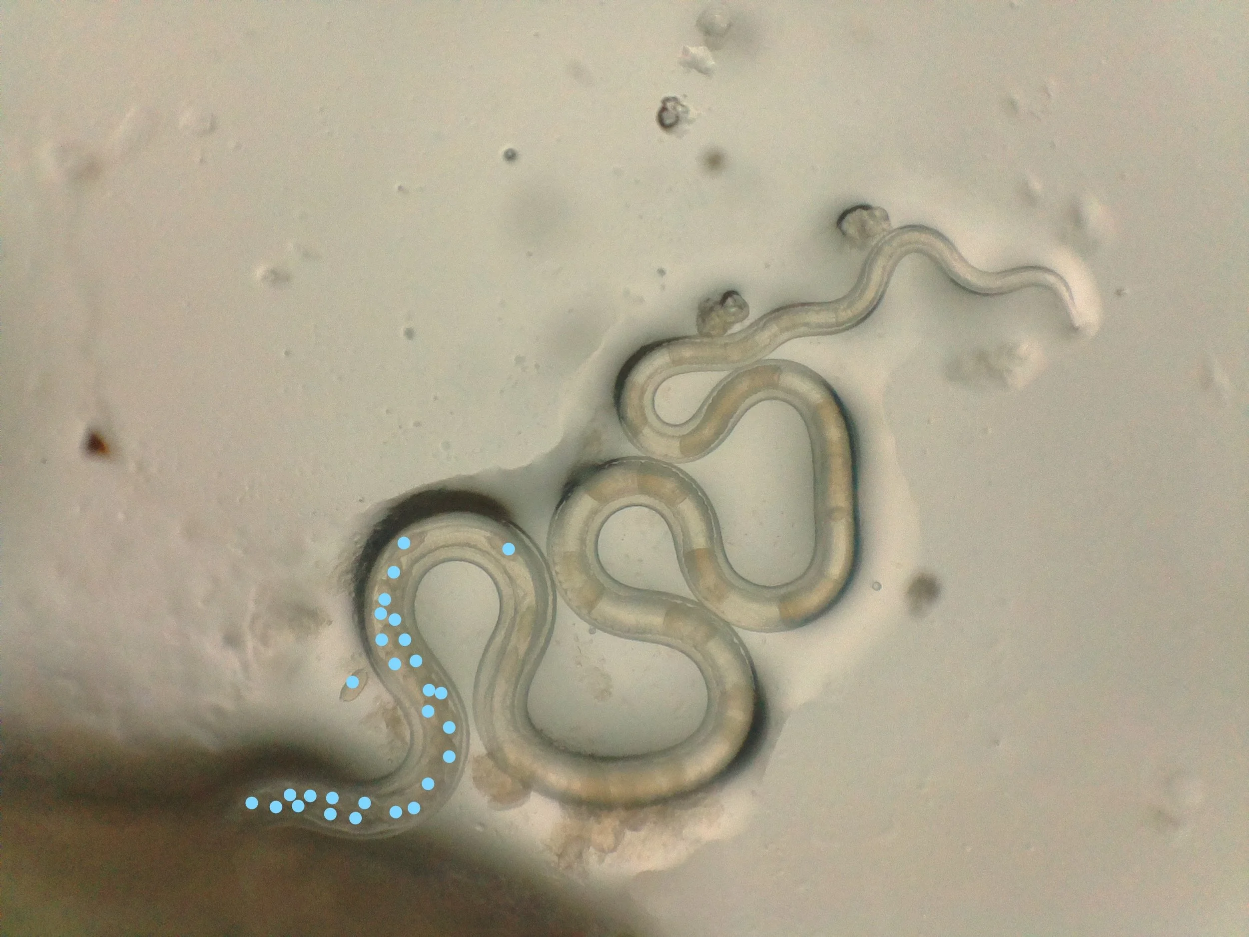 When birds get worms — Suffolk Owl Sanctuary