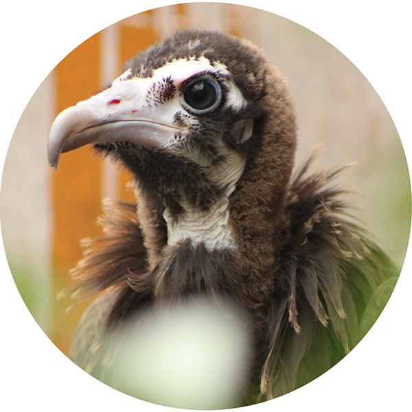 PLEASE - Adopt-an-Owl — Suffolk Owl Sanctuary