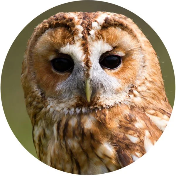 PLEASE - Adopt-an-Owl — Suffolk Owl Sanctuary