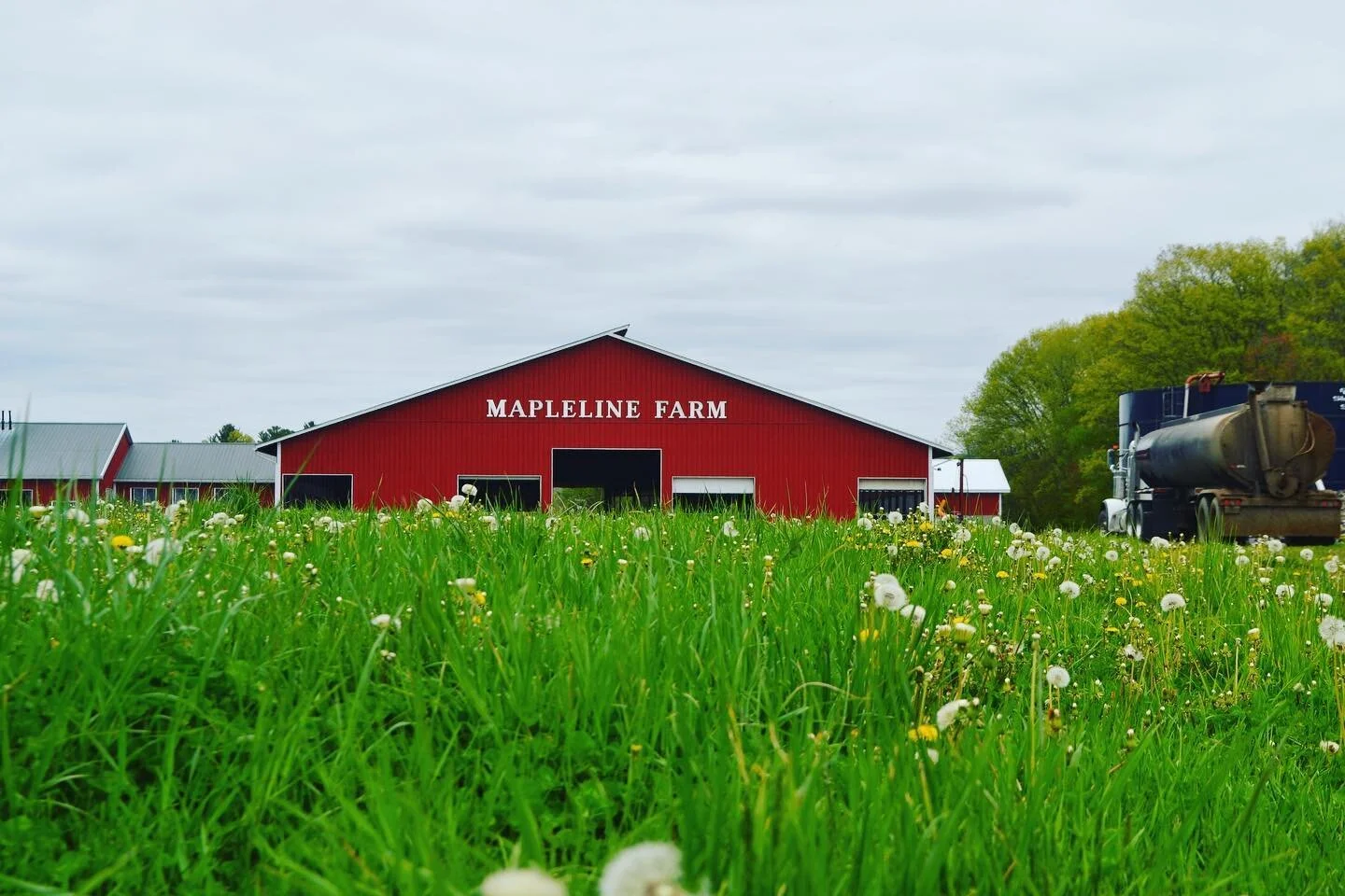 Mapleline Farm