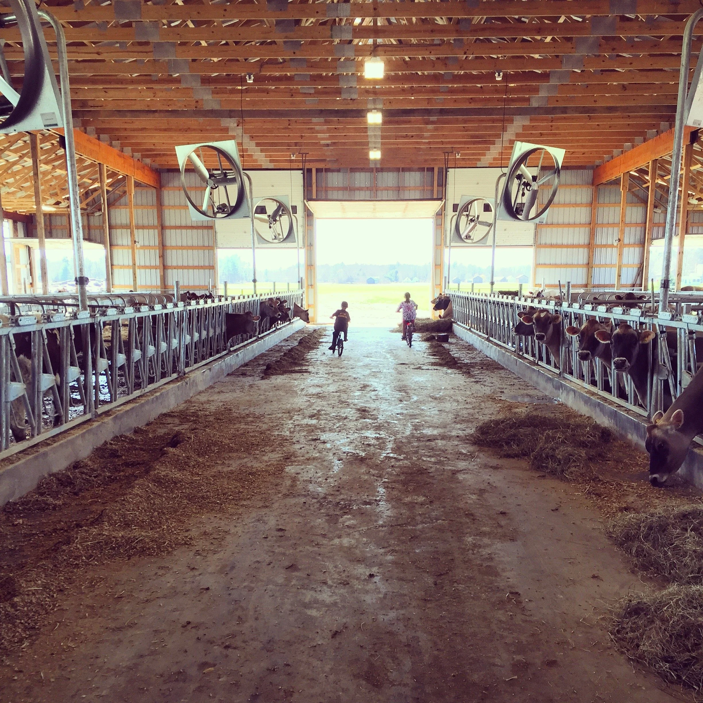 Mapleline Farm