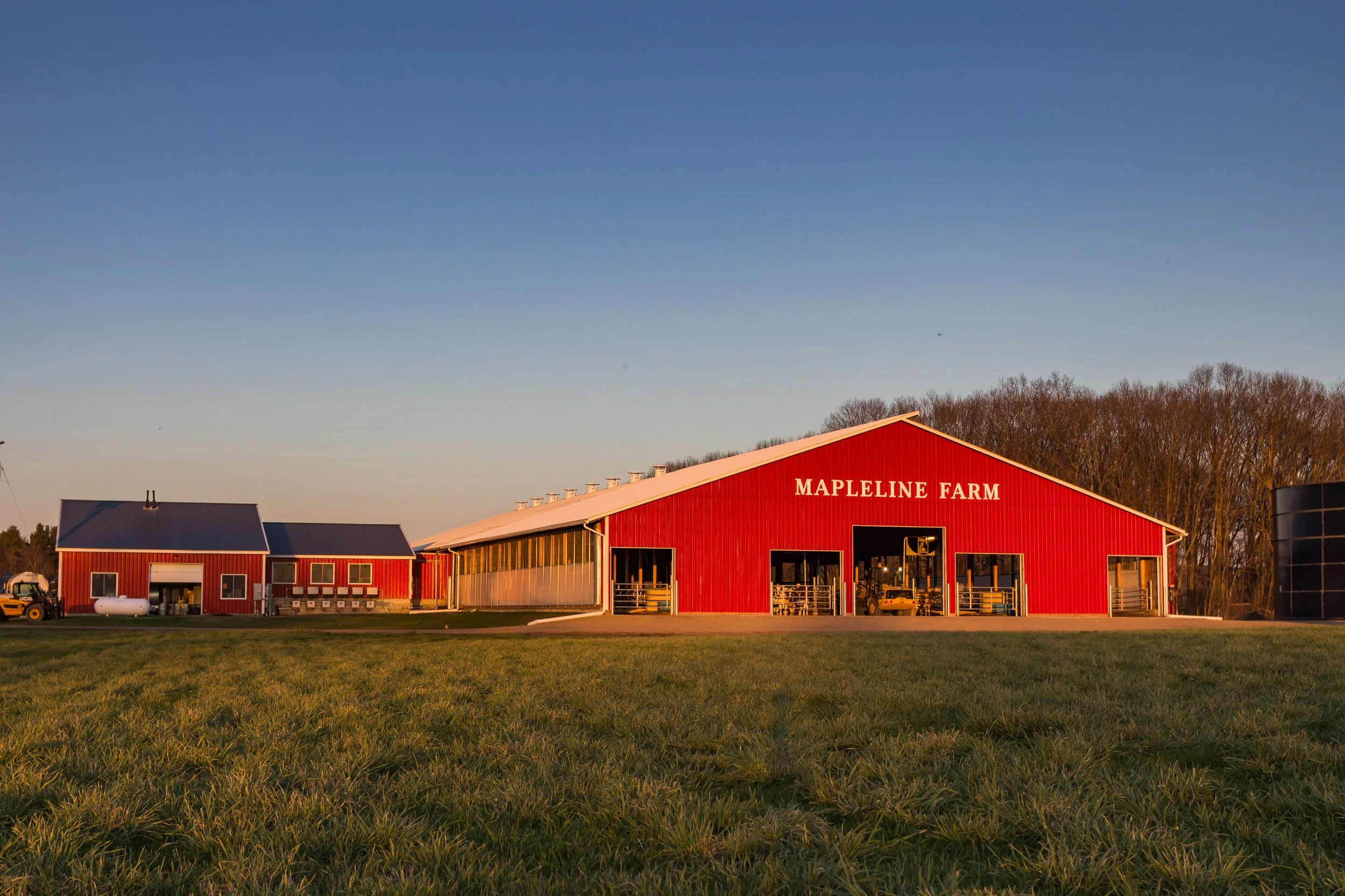 Our Milk — Mapleline Farm