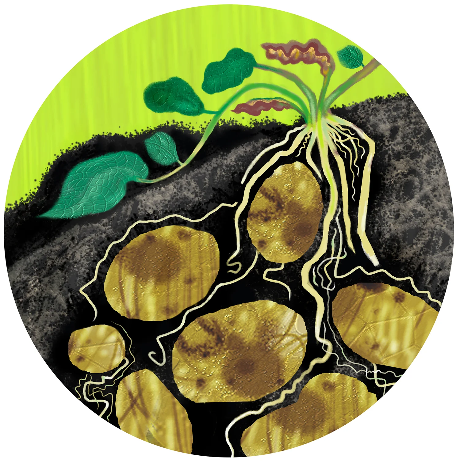 Two Old Potatoes and Me — Carolyn Fisher|Illustrator|Author|Workshops