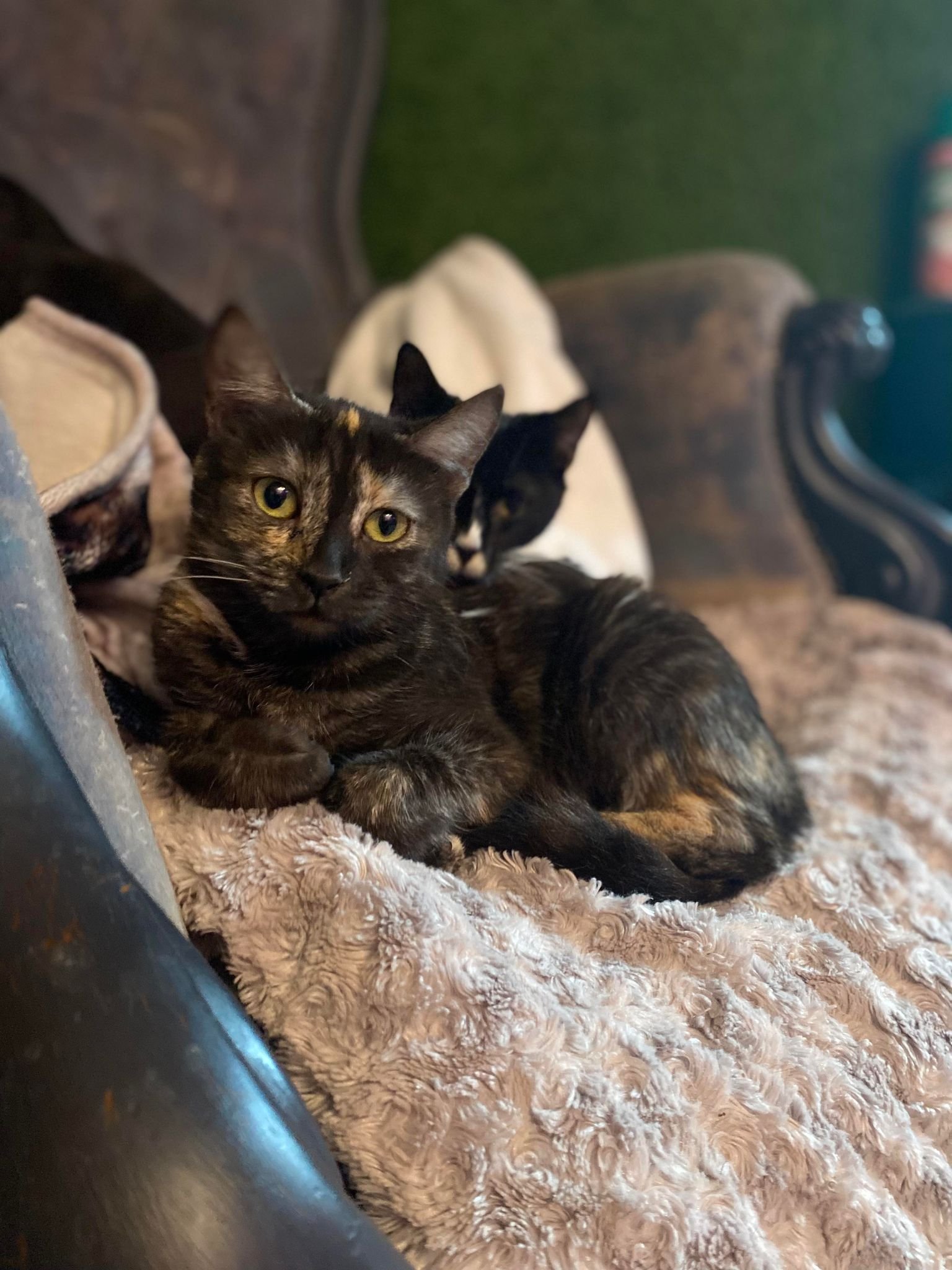 Grounded Paws Animal Rescue Inc.