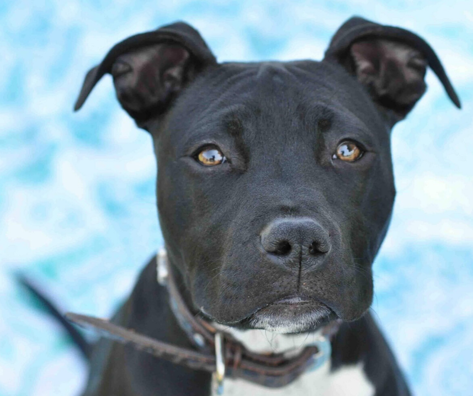 Grounded Paws Animal Rescue Inc.