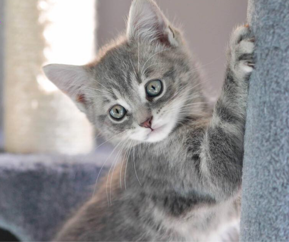 Grounded Paws Animal Rescue Inc.