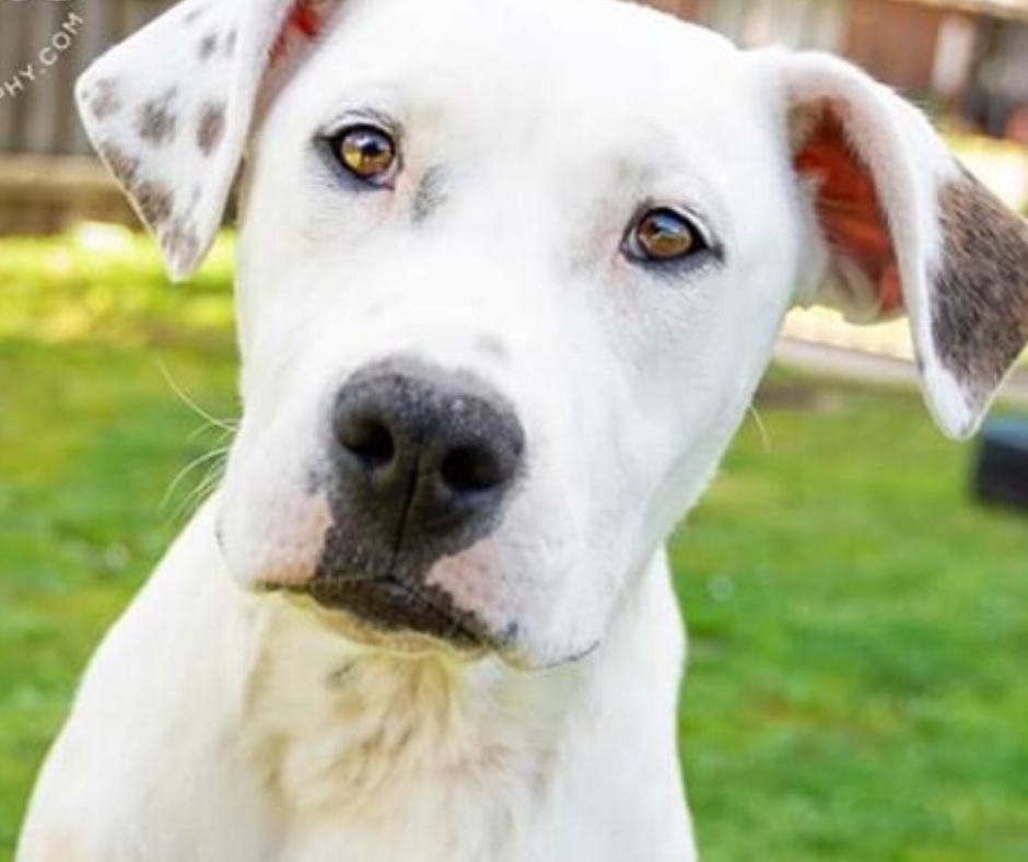 Grounded Paws Animal Rescue Inc.