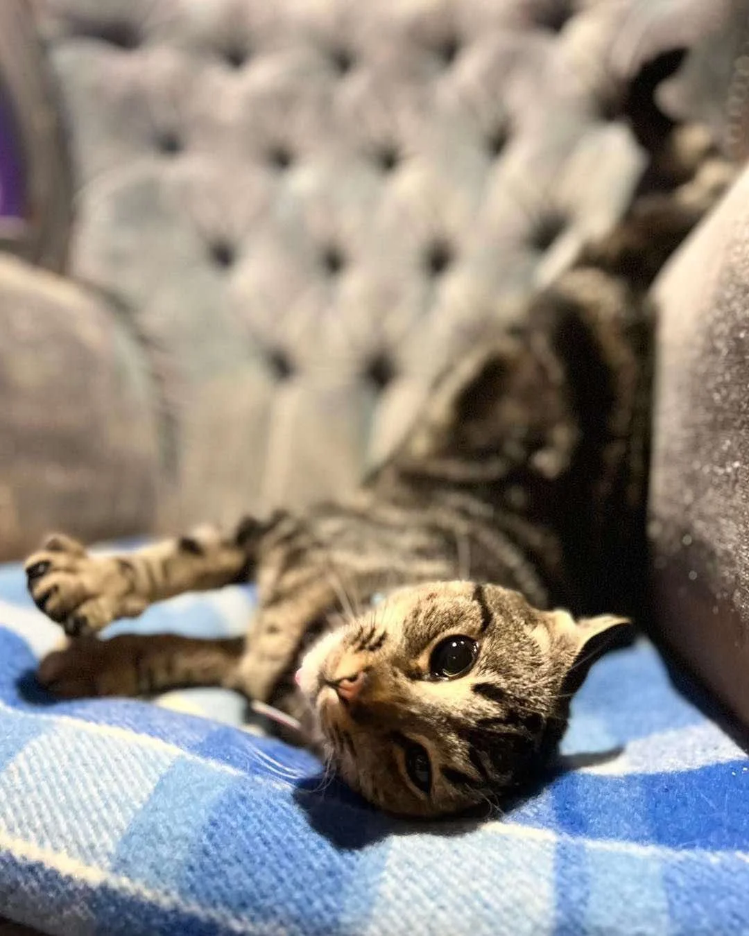 Grounded Paws Animal Rescue Inc.