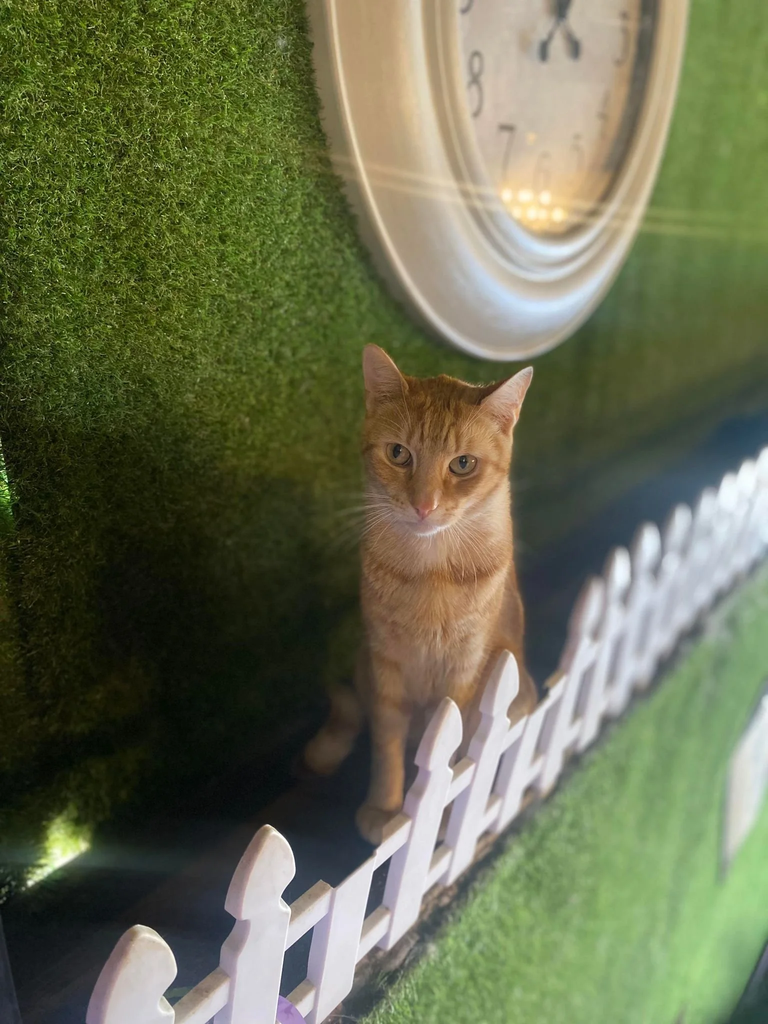 Grounded Paws Animal Rescue Inc.