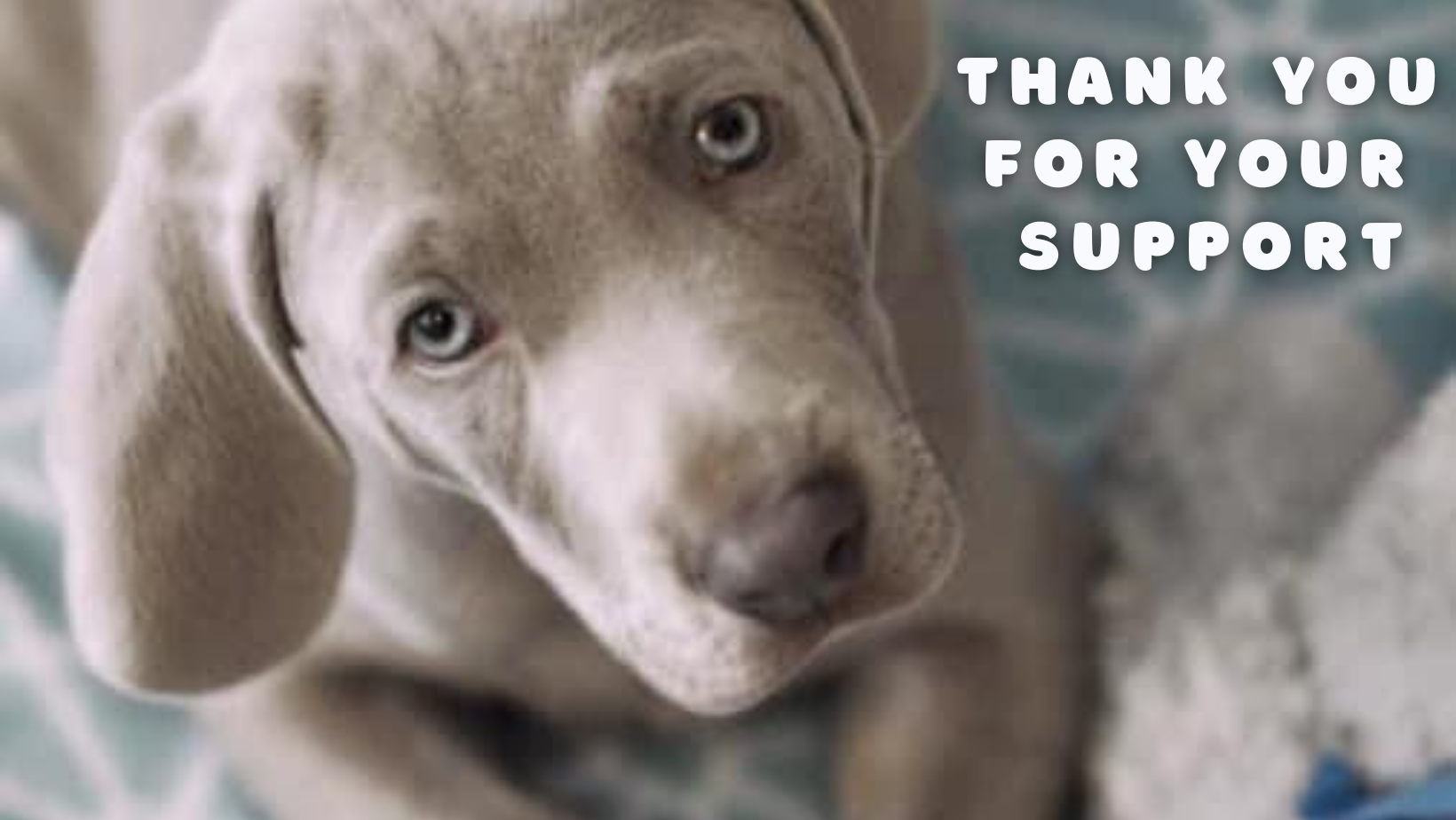 Grounded Paws Animal Rescue Inc.