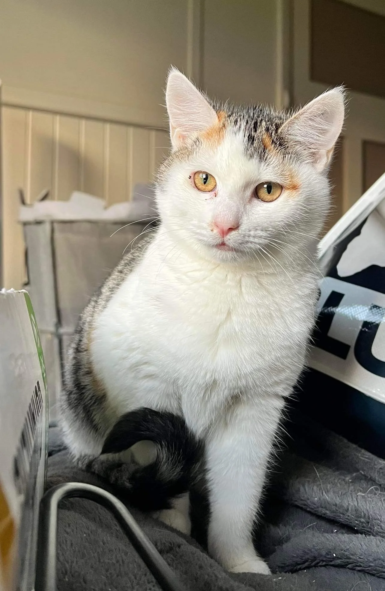 Grounded Paws Animal Rescue Inc.