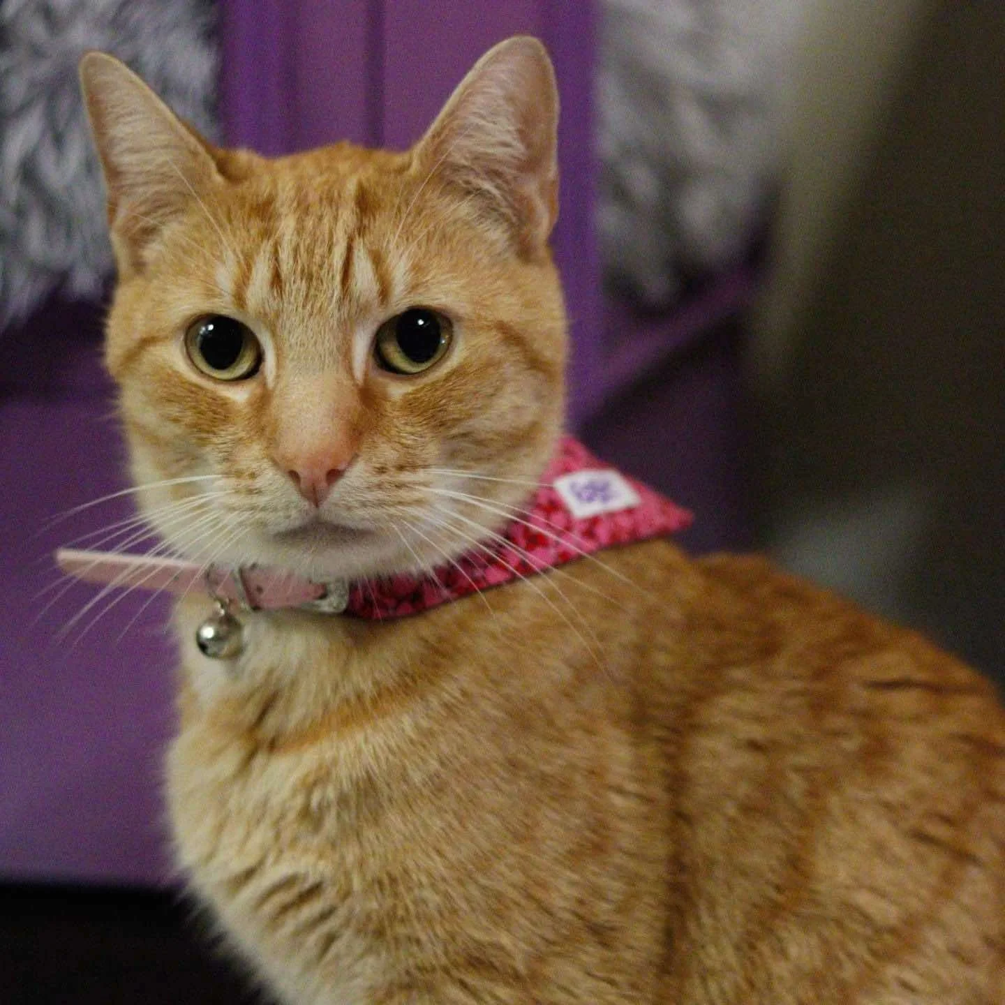 Grounded Paws Animal Rescue Inc.